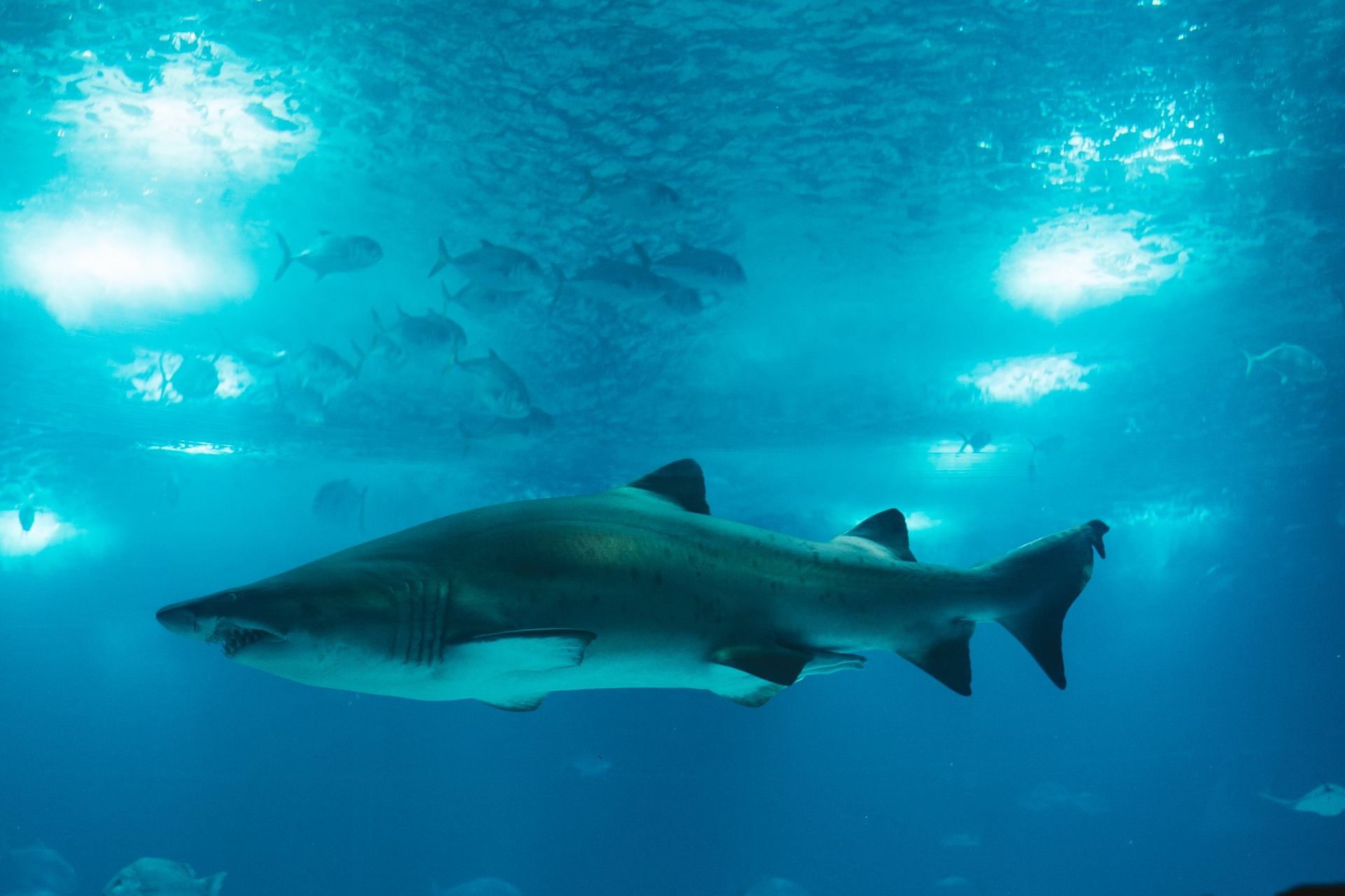 Shark Week’s 37th Year Focuses on Science and Safety