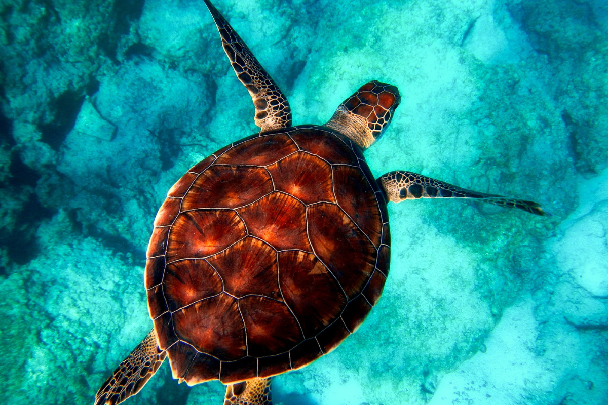 Swim with Turtles: 3 Island Hotspots for an Epic Trip