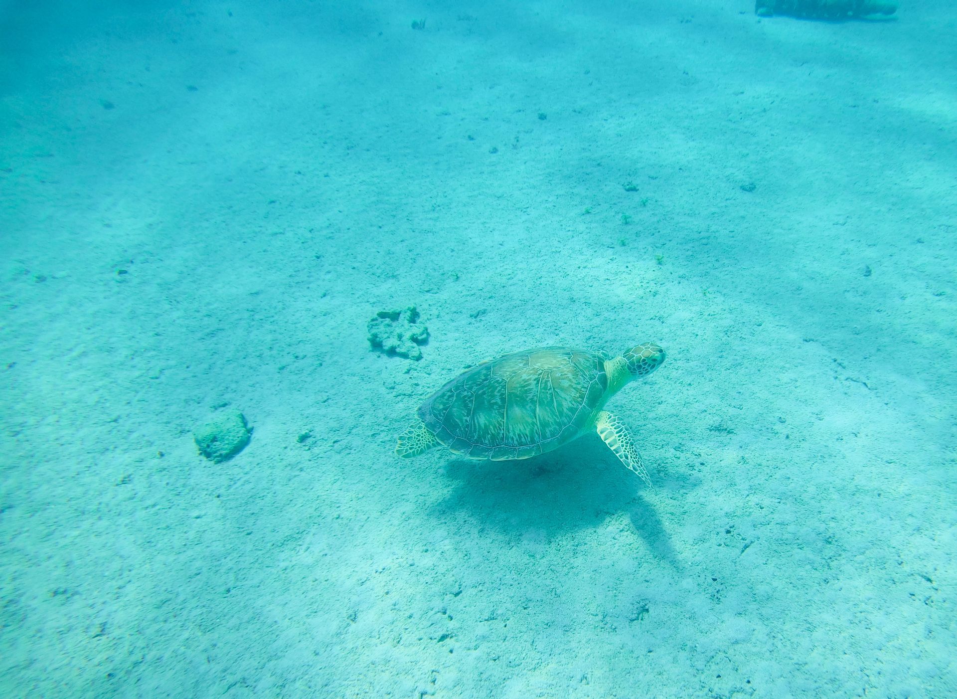 St. Croix USVI Excursions: Island Adventures Await!