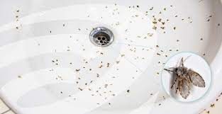 What is a Fast Way To Get Rid of Drain and Fruit Flies in Denver