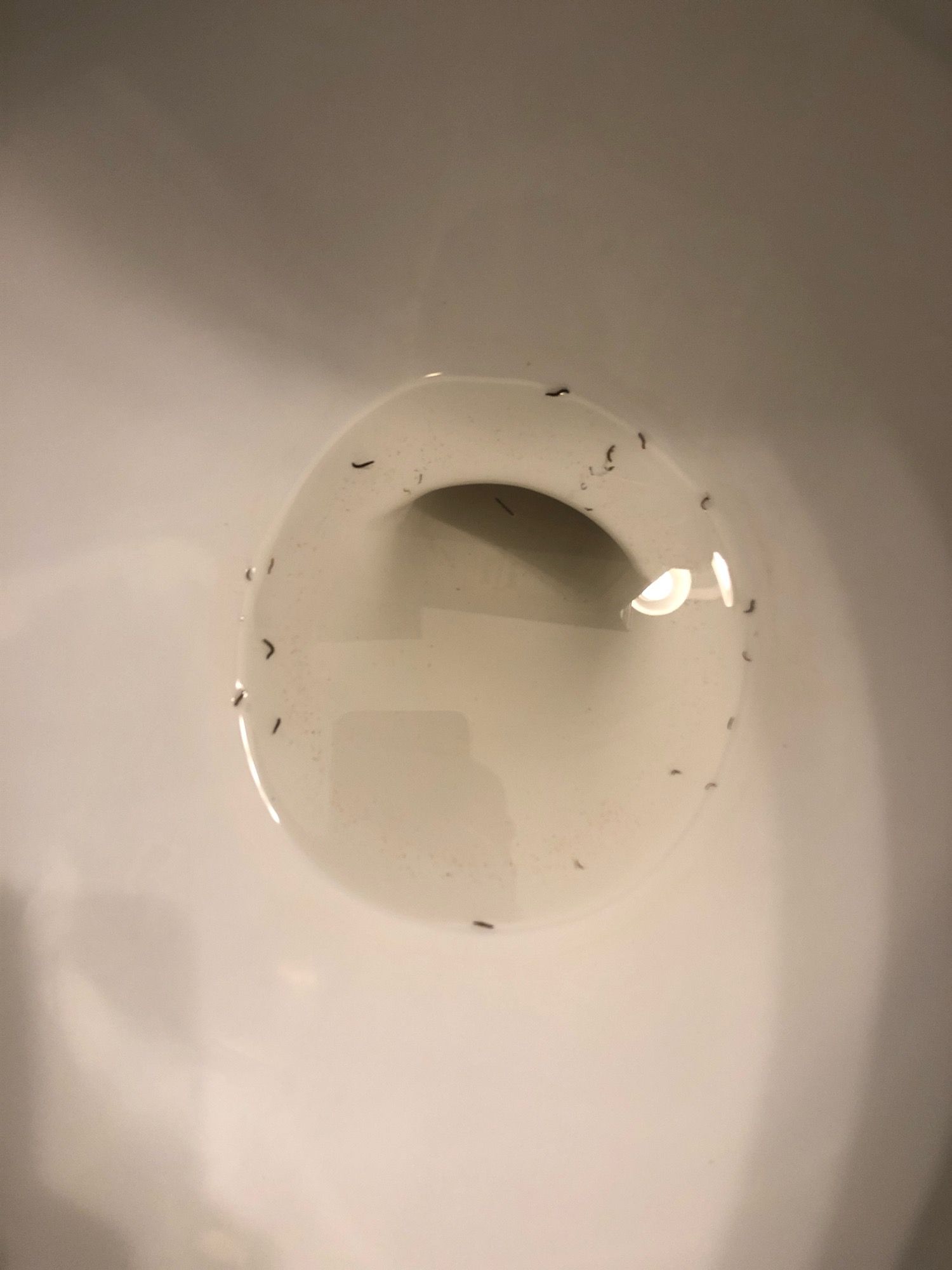 What is a Fast Way To Get Rid of Drain and Fruit Flies in Denver