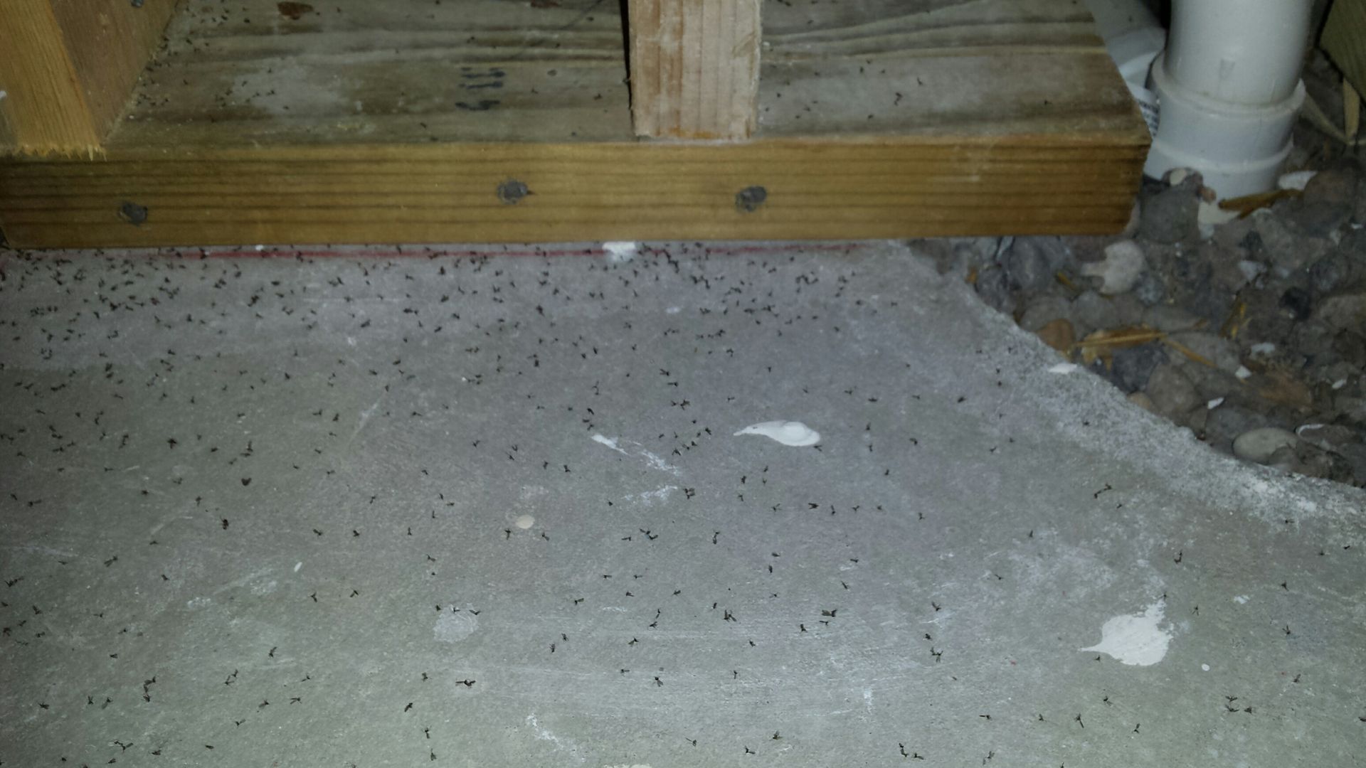 What is a Fast Way To Get Rid of Drain and Fruit Flies in Denver