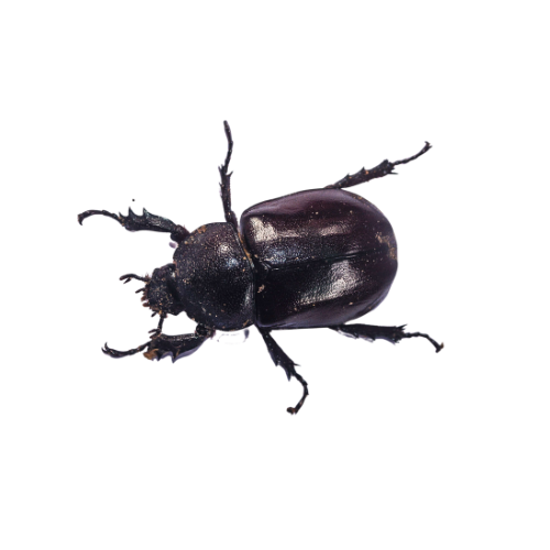 Pest Control & Crawl Space Solutions