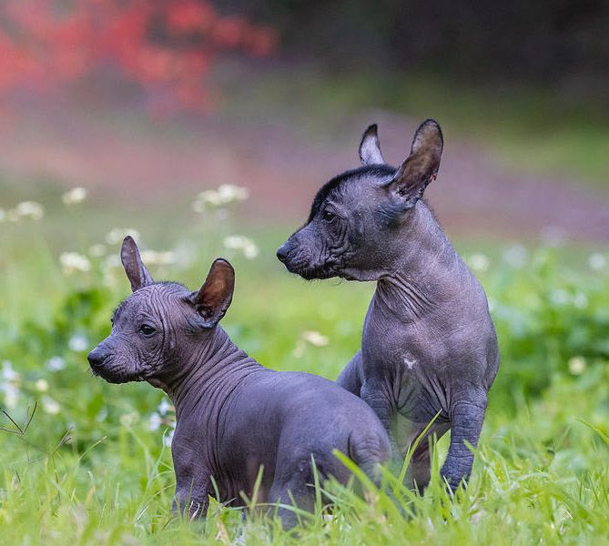 Xoloitzcuintle en Venta | Criadero Ciudad Guzman