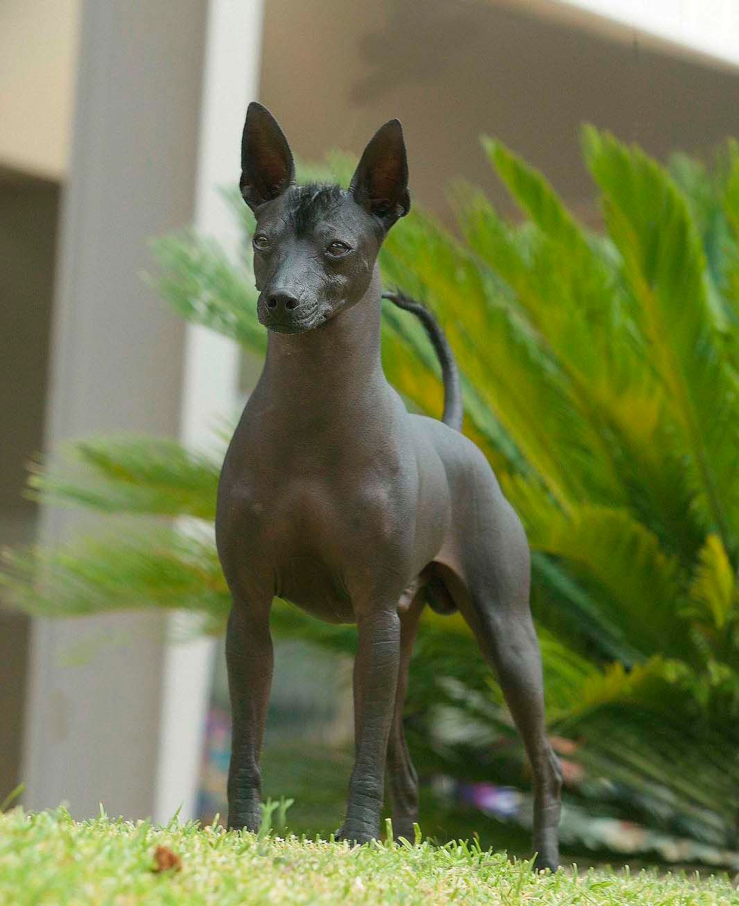 Xoloitzcuintle en Venta | Criadero Ciudad Guzman