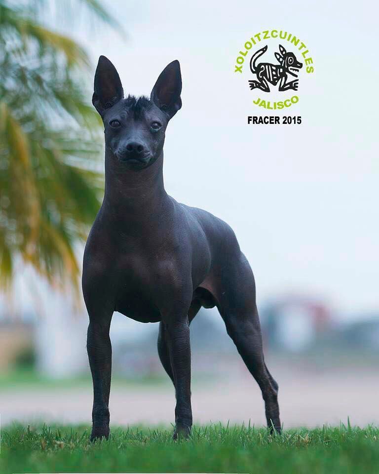 Xoloitzcuintle Tijuana | Criadero