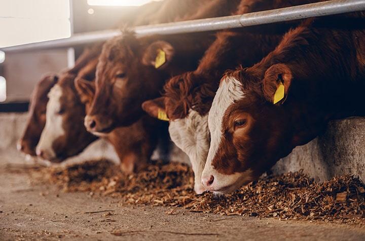 Productos para curtición en León y Guadalajara - PRODUCTOS CURTIENTES