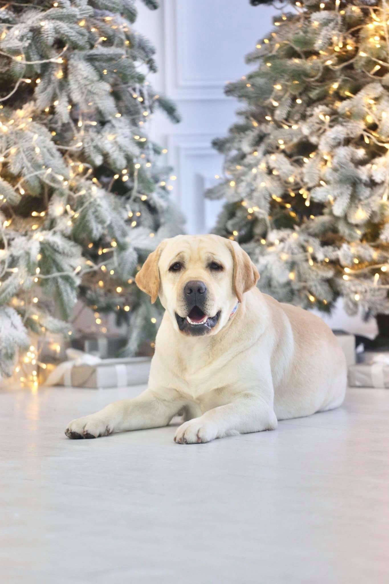 Am CH/ Int CH Starneos Oscar For Starlight Lab's