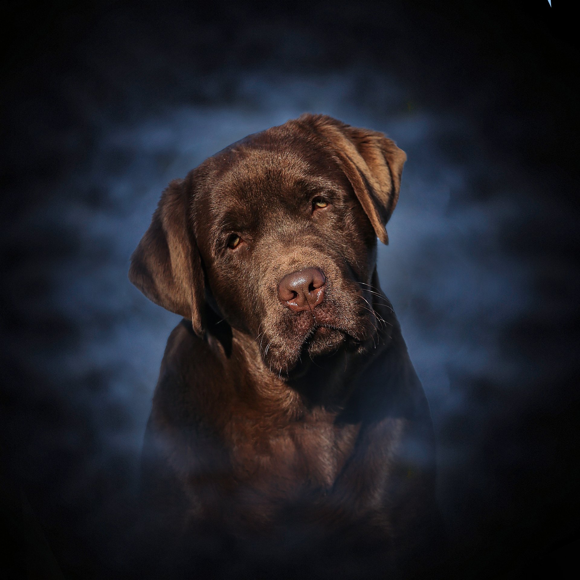 The Labrador Network | Your Resource for All Things Labrador