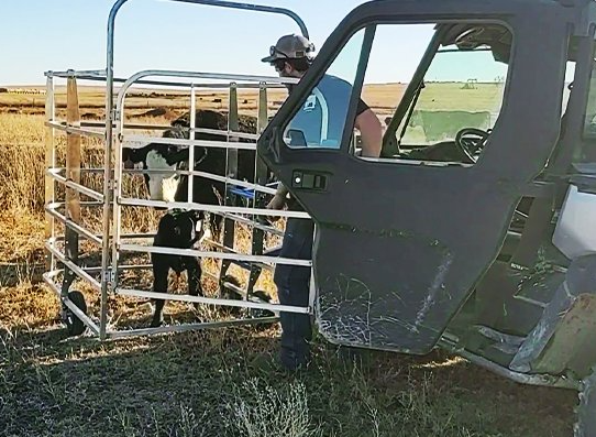 Fast Catch Calf Catcher Features | Calf Catcher for UTV