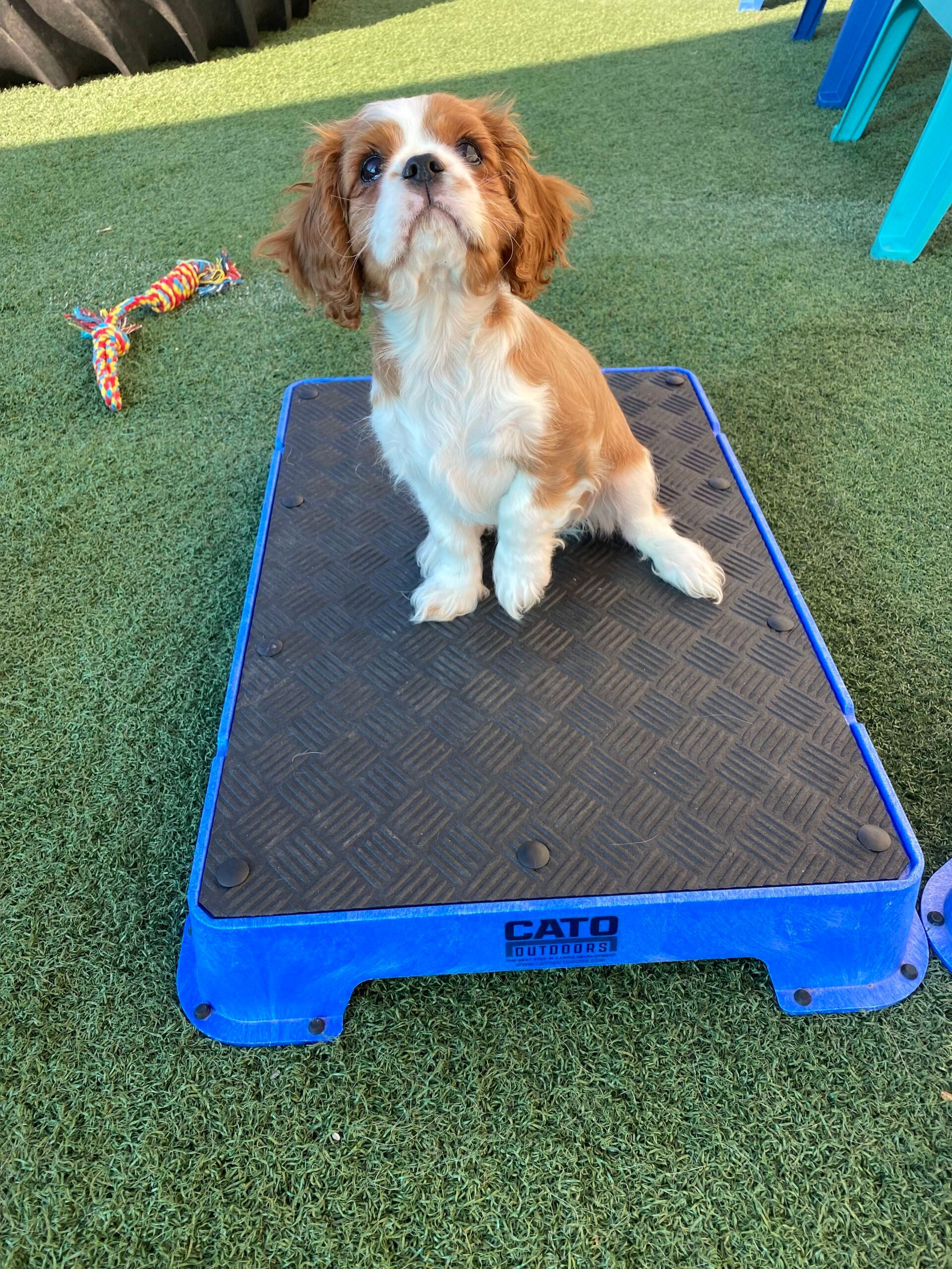 Dog Daycare | Homedog Resort & Daycare