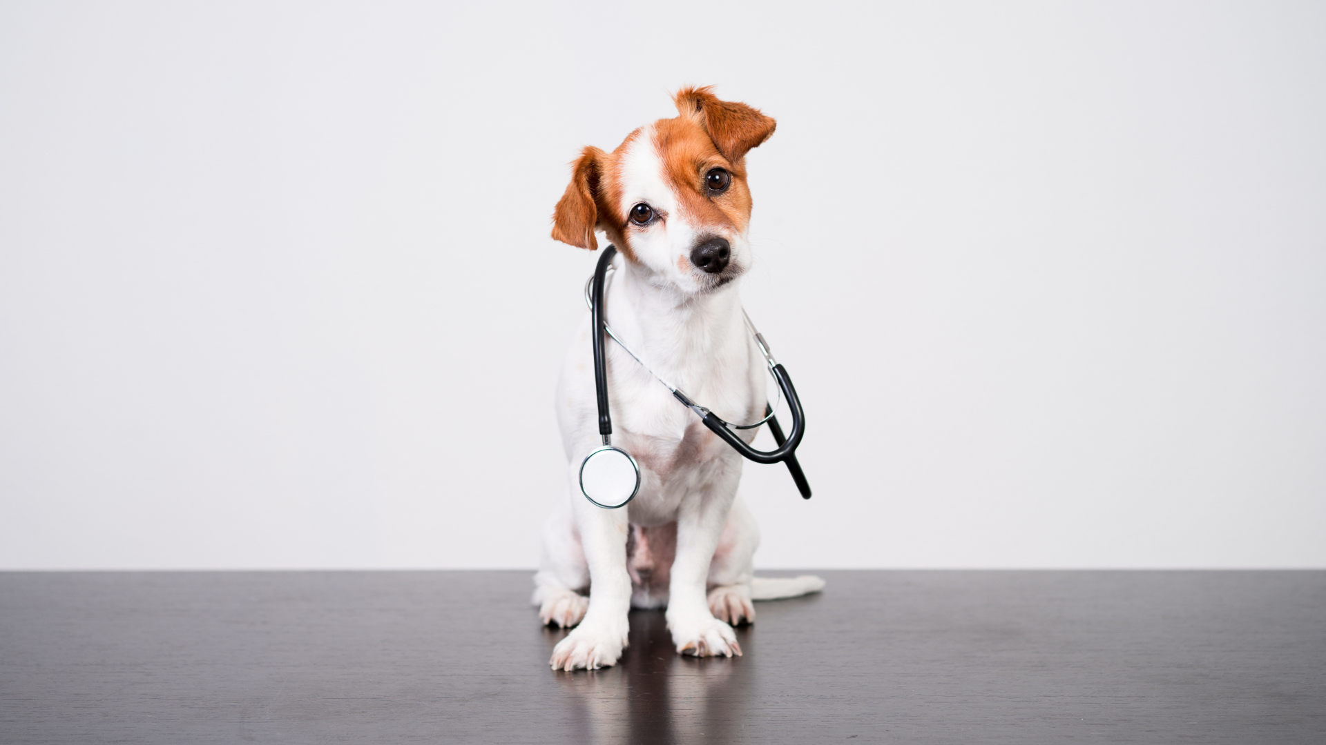 Ear Hematoma Laceration Repair | Pennsylvania | 570-888-6364
