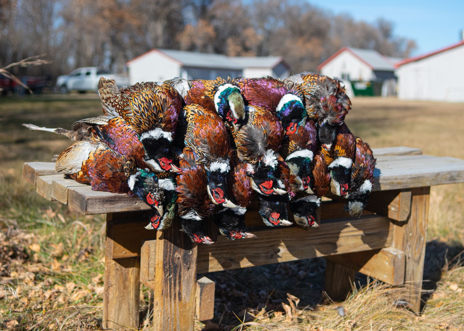 North Dakota Hunting Outfitter - Pheasant - Waterfowl