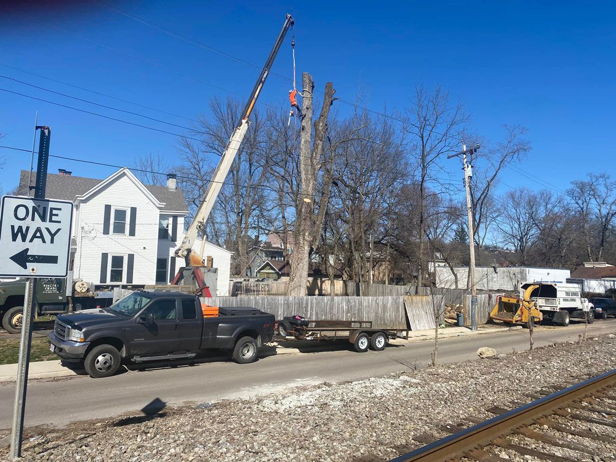 Tree Removal | Cincinnati, OH | Cincinnati Arbor Services