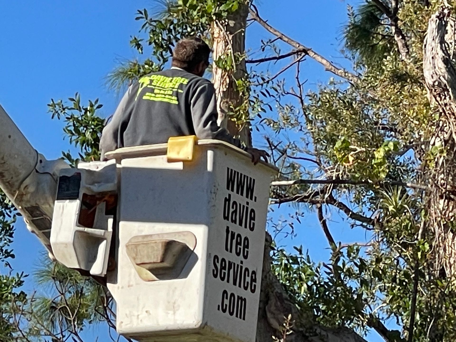 Davie Tree Services