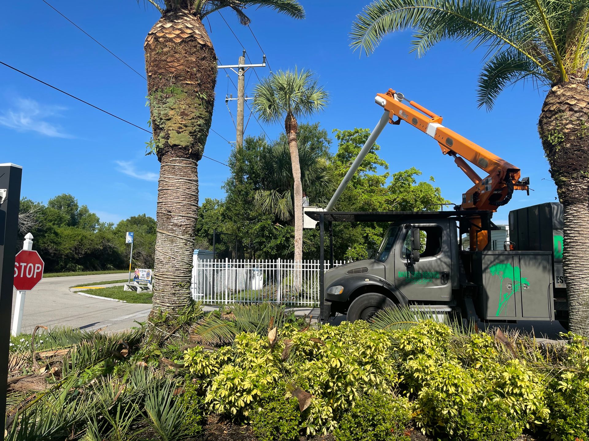 Davie Tree Services