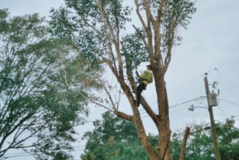 Home Page [www.davietreeservice.com]