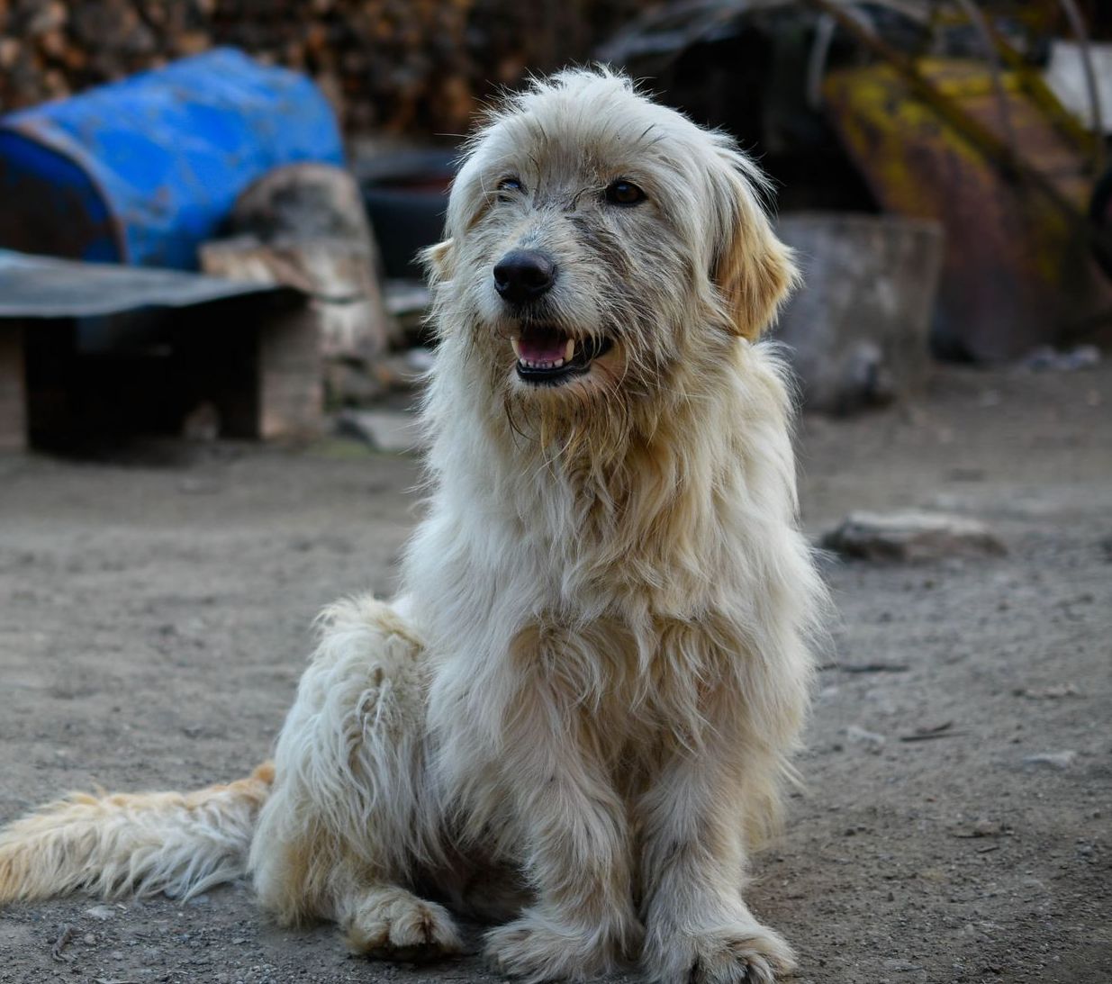 Abilene Animal Hospital, P.A.