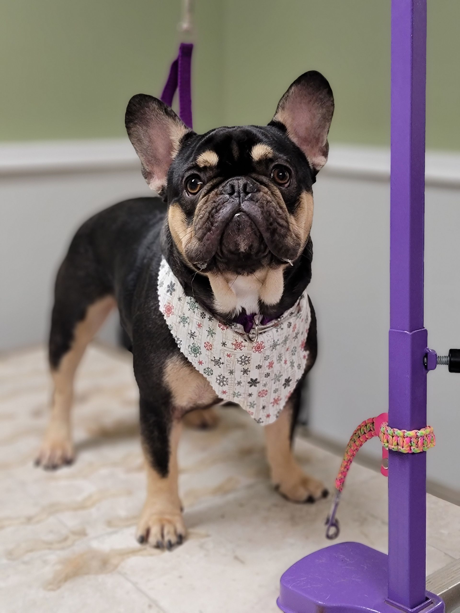 Dog Grooming Services | Butler, PA | Whispering Winds Boarding Kennel