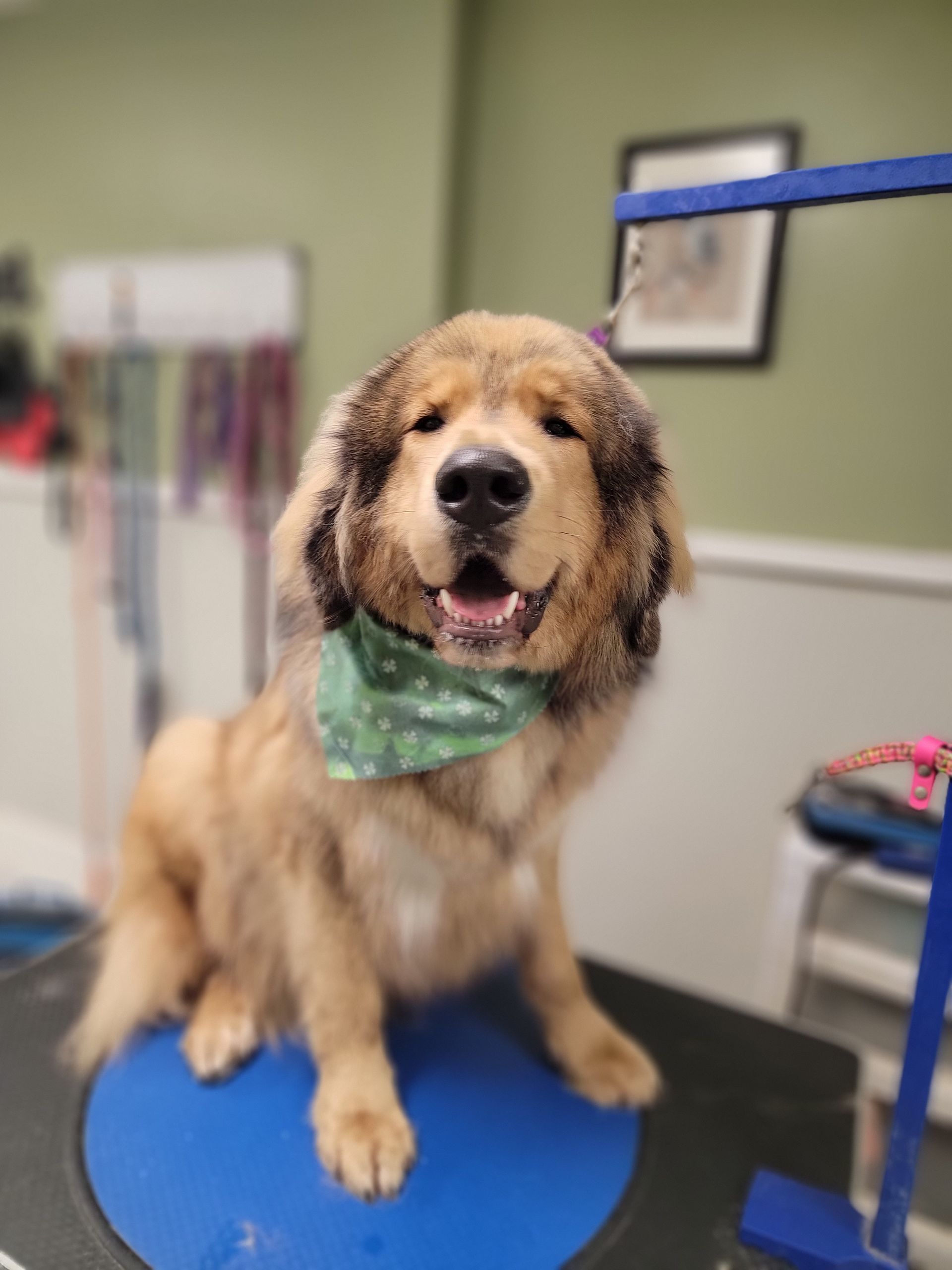 Dog Grooming Services | Butler, PA | Whispering Winds Boarding Kennel