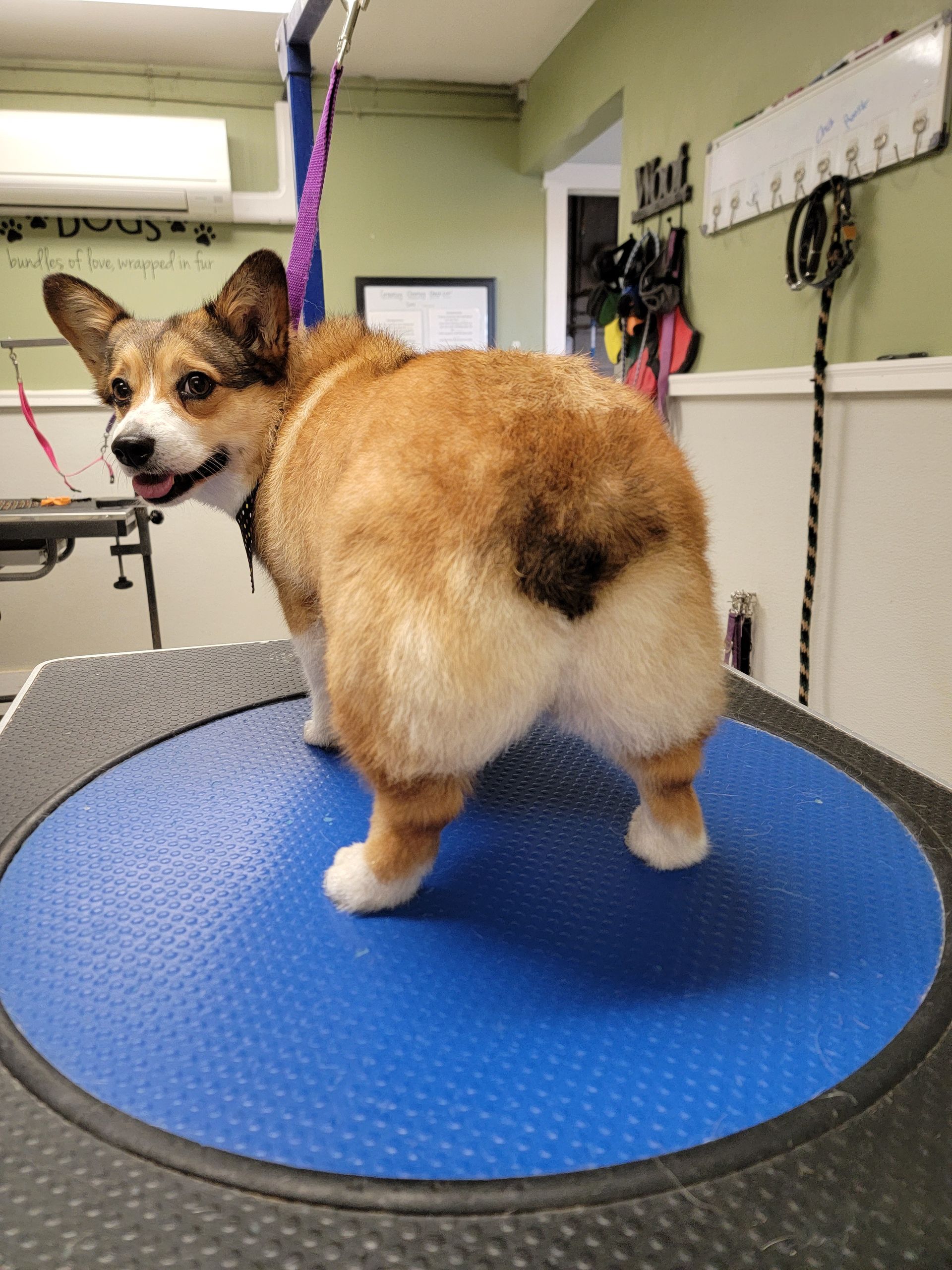 Dog Grooming Services | Butler, PA | Whispering Winds Boarding Kennel