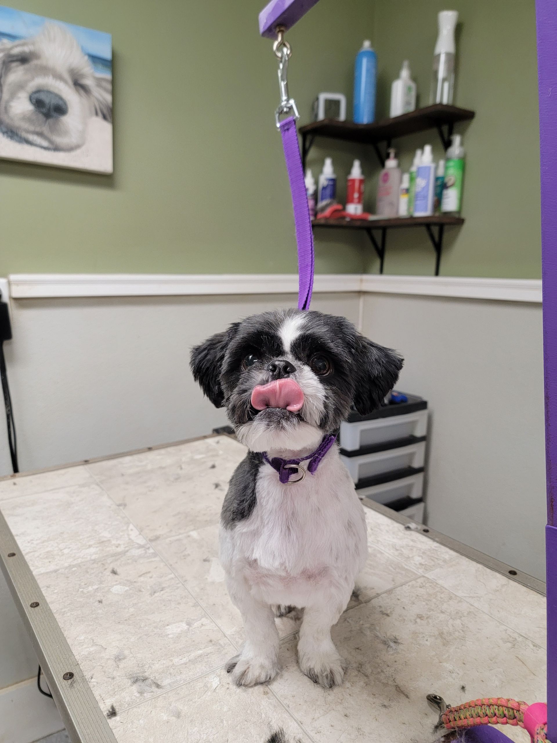 Dog Grooming Services | Butler, PA | Whispering Winds Boarding Kennel