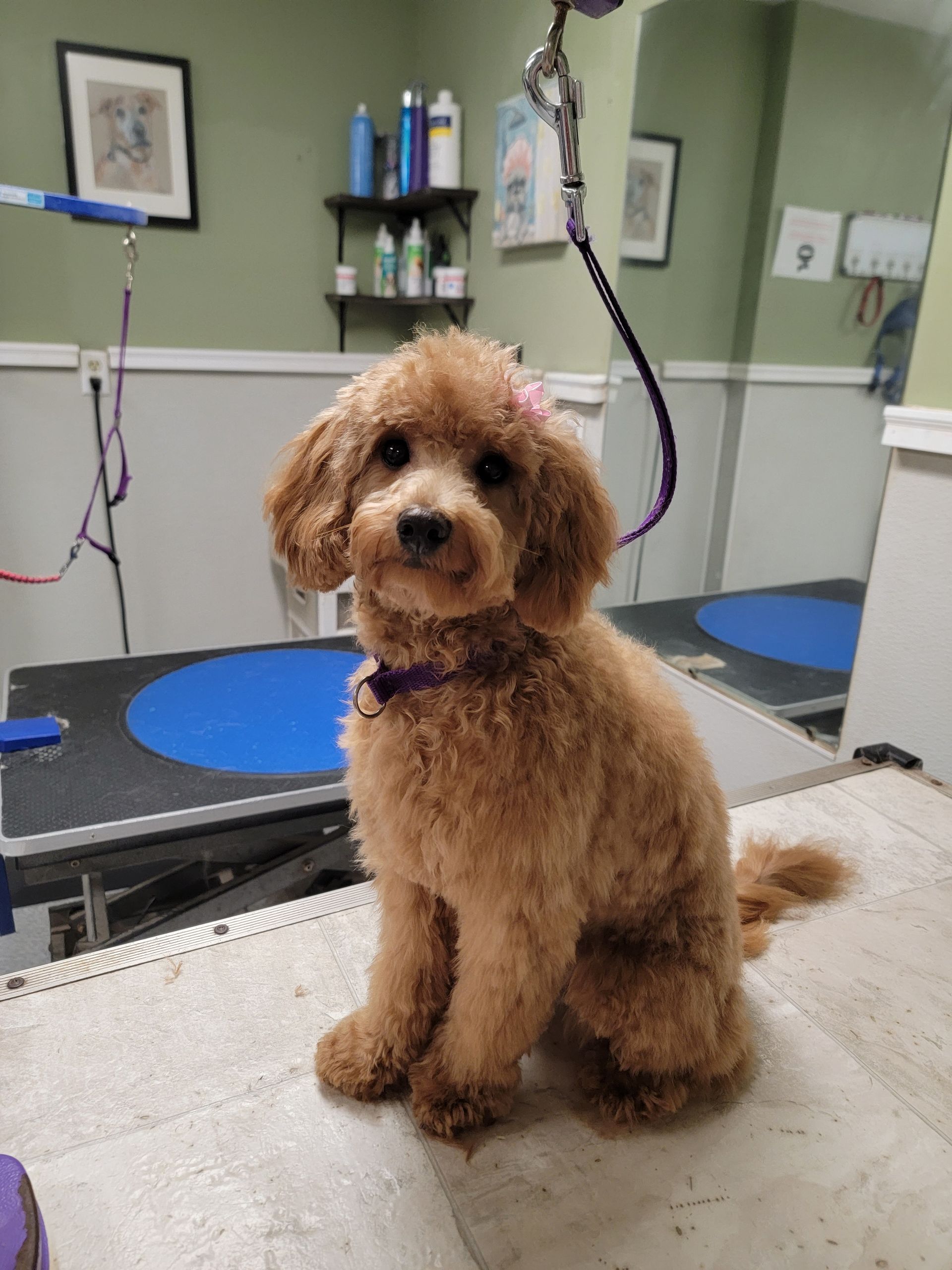 Dog Grooming Services | Butler, PA | Whispering Winds Boarding Kennel