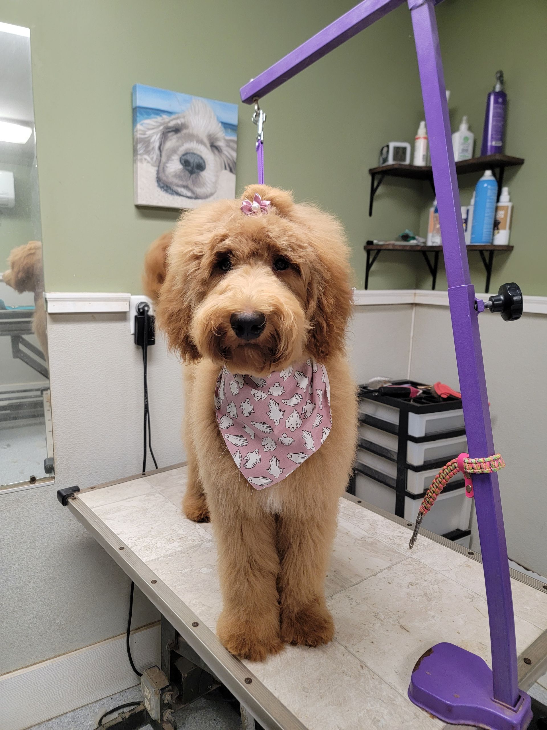 Dog Grooming Services | Butler, PA | Whispering Winds Boarding Kennel