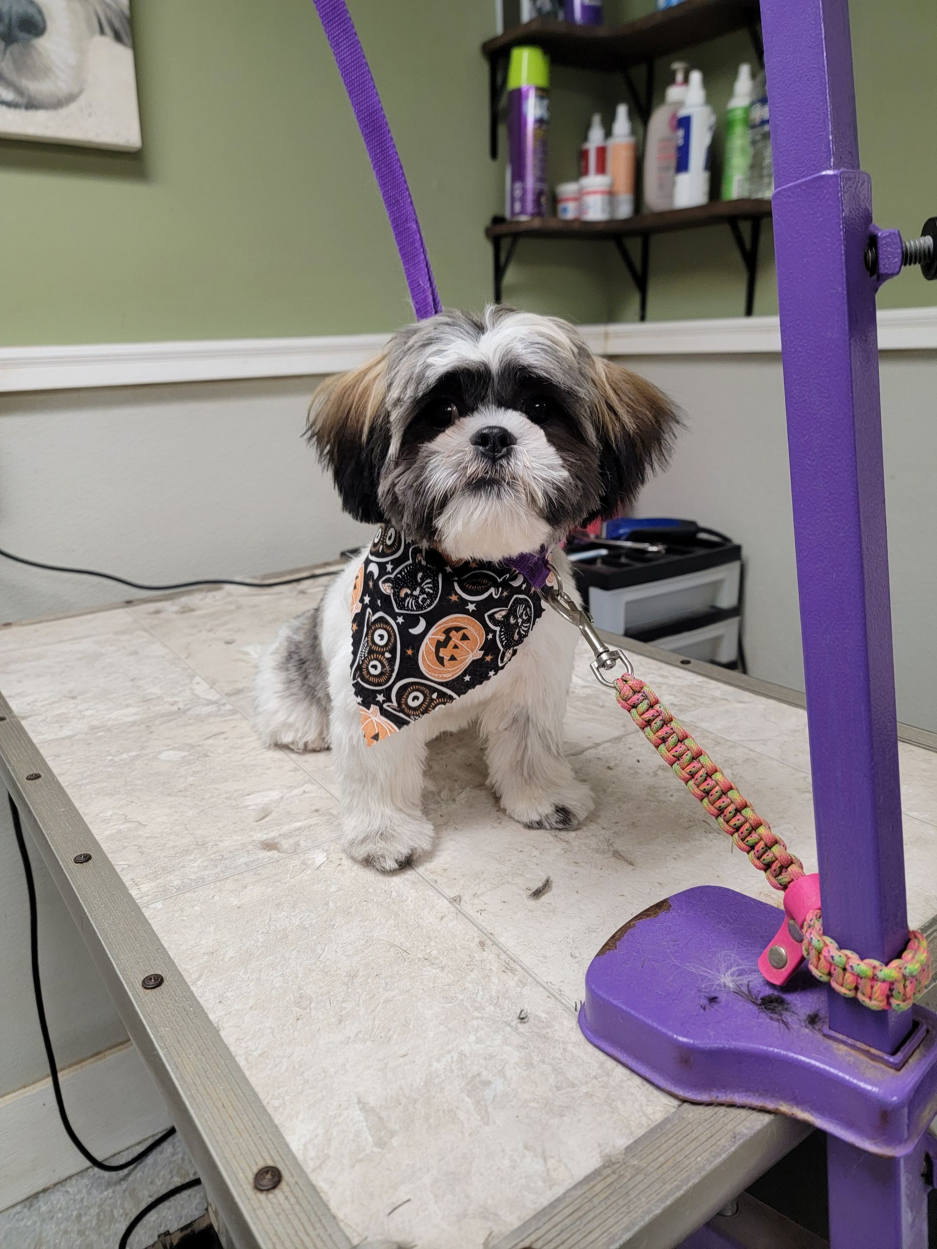 Dog Grooming Services | Butler, PA | Whispering Winds Boarding Kennel