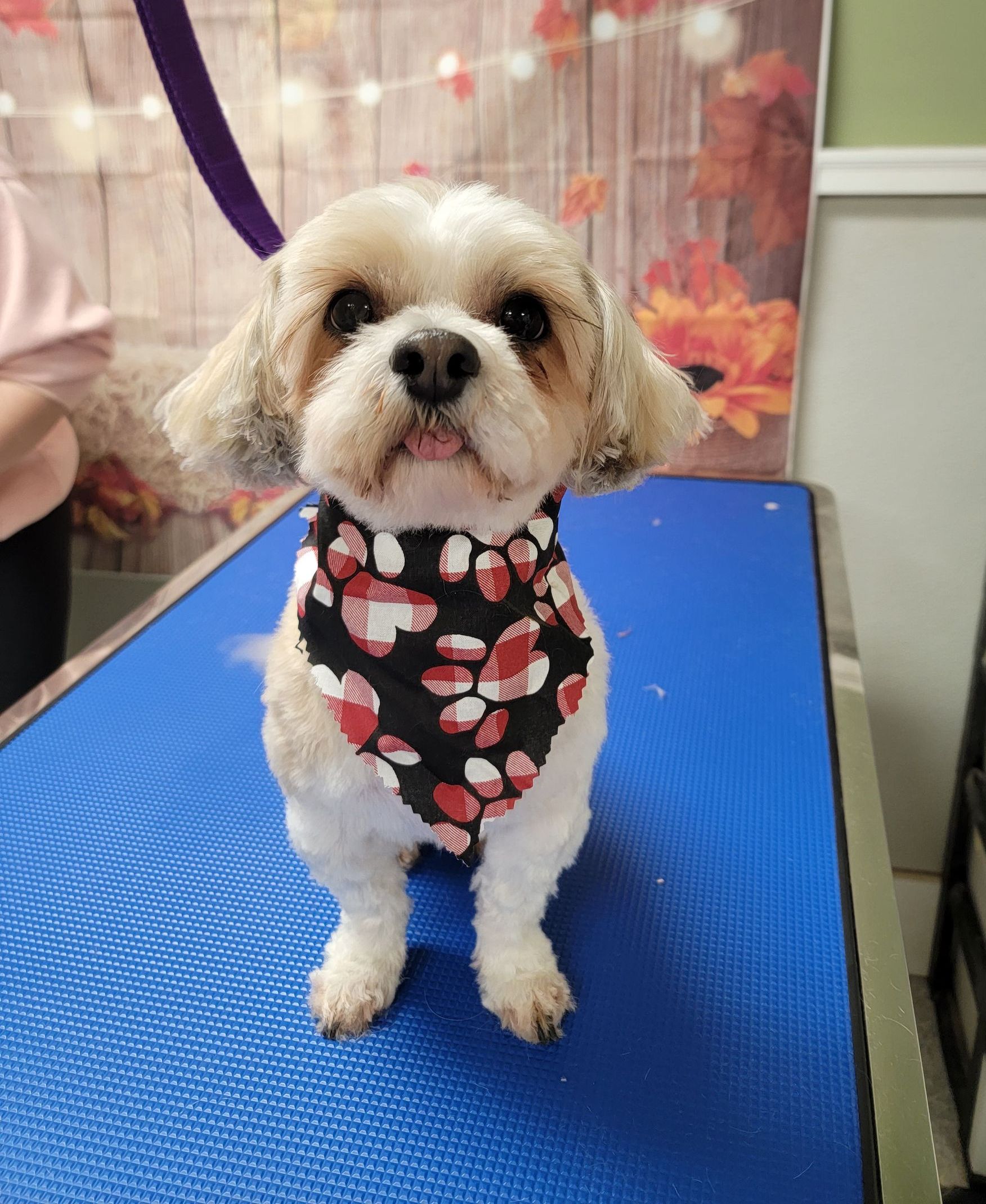 Dog Grooming Services | Butler, PA | Whispering Winds Boarding Kennel