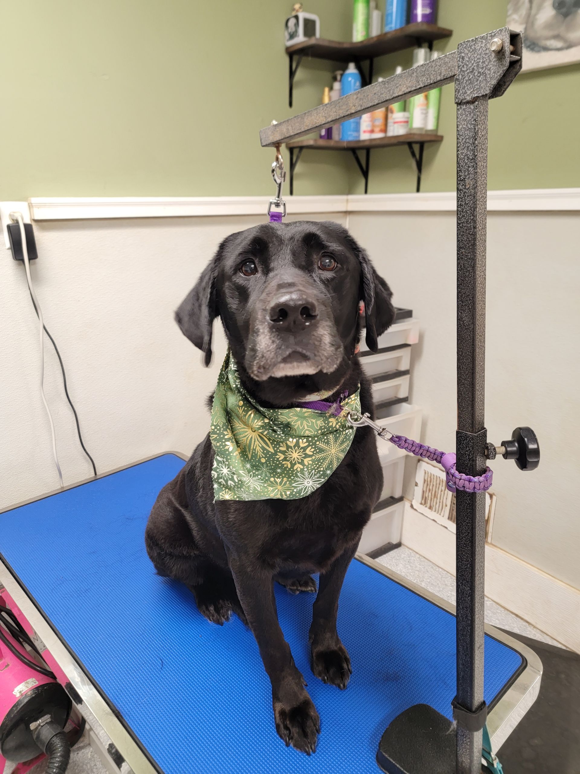 Dog Grooming Services | Butler, PA | Whispering Winds Boarding Kennel