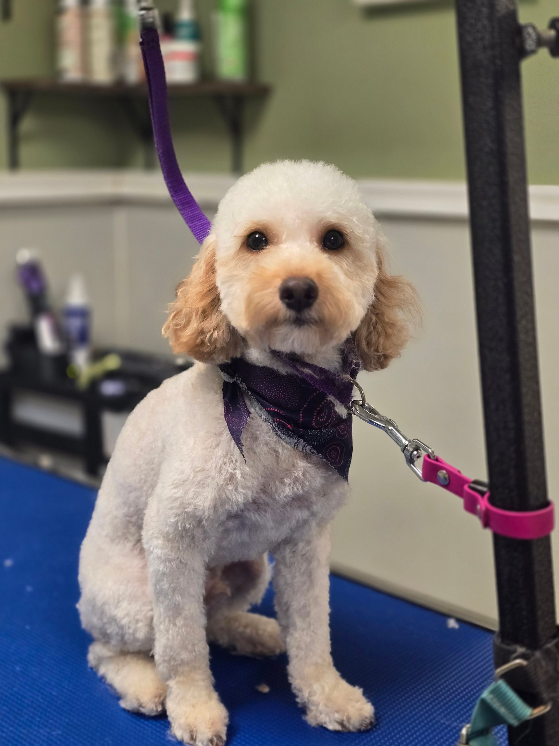 Dog Grooming Services | Butler, PA | Whispering Winds Boarding Kennel