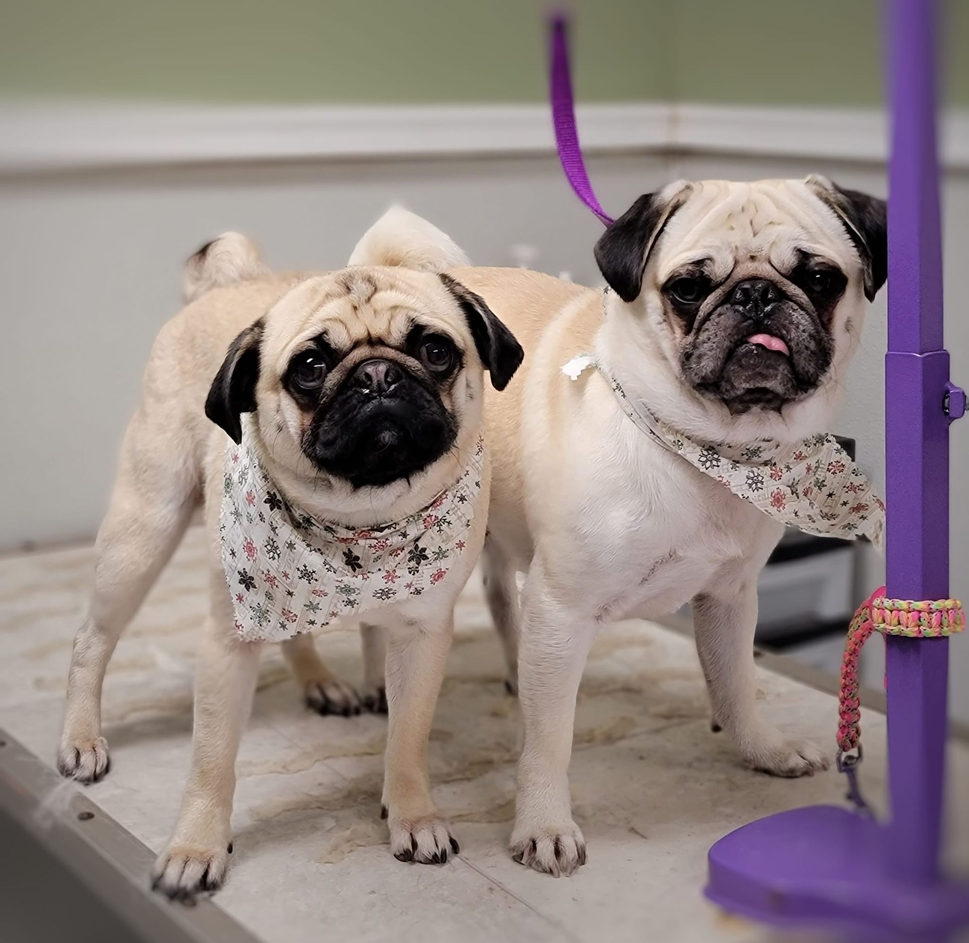 Dog Grooming Services | Butler, PA | Whispering Winds Boarding Kennel