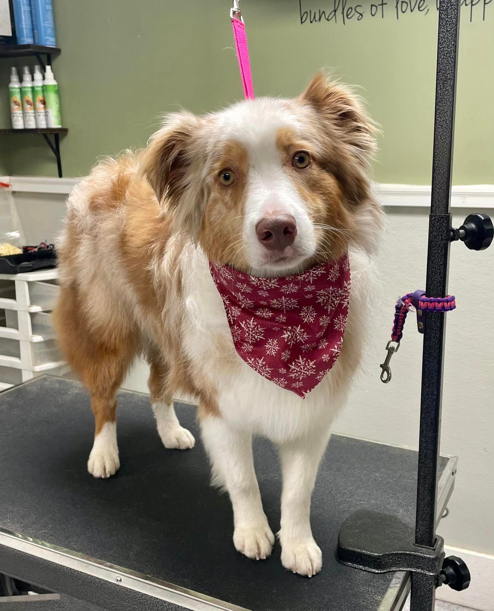 Dog Grooming Services | Butler, PA | Whispering Winds Boarding Kennel