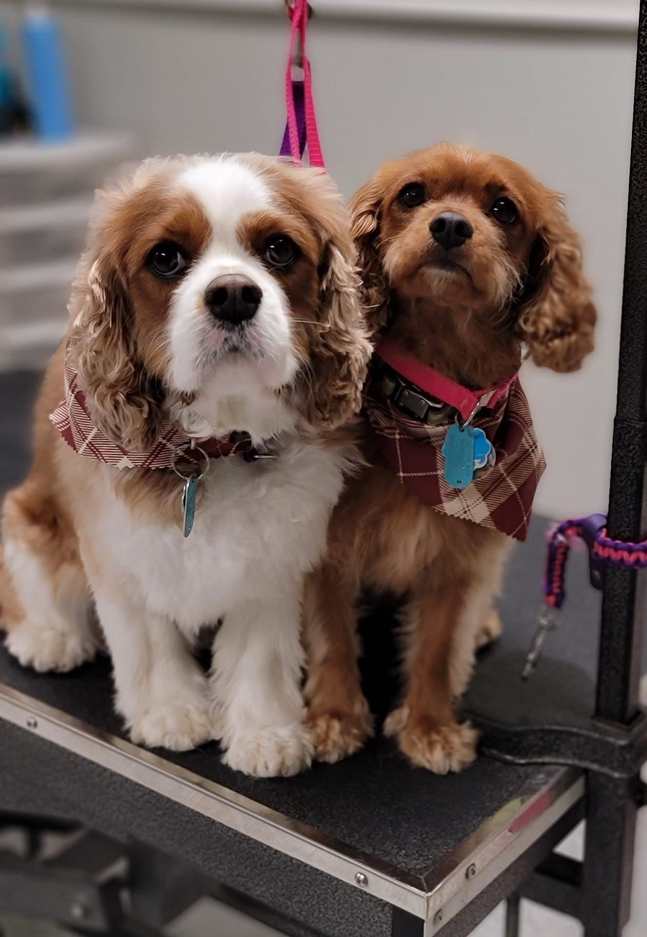 Dog Grooming Services | Butler, PA | Whispering Winds Boarding Kennel