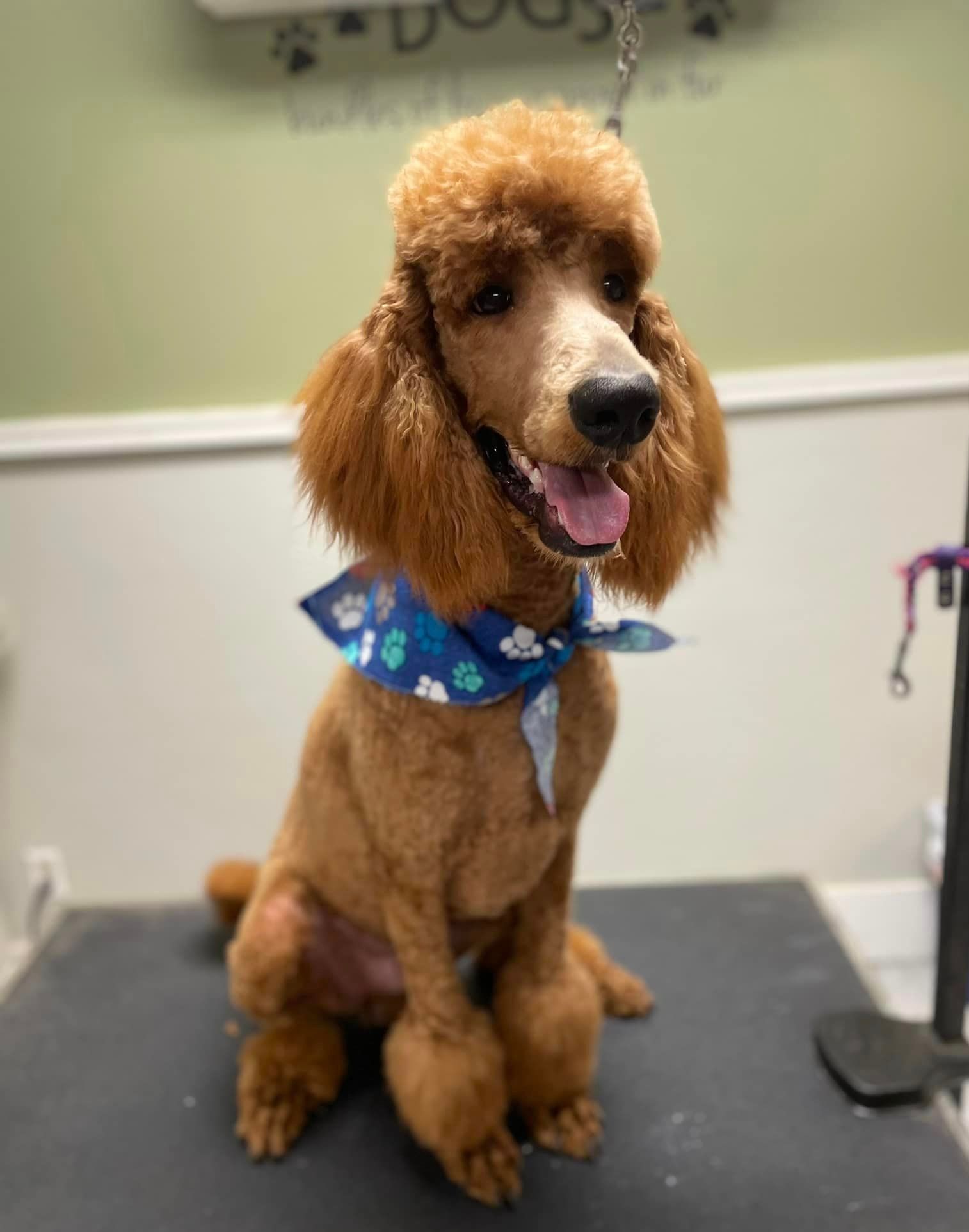 Dog Grooming Services | Butler, PA | Whispering Winds Boarding Kennel