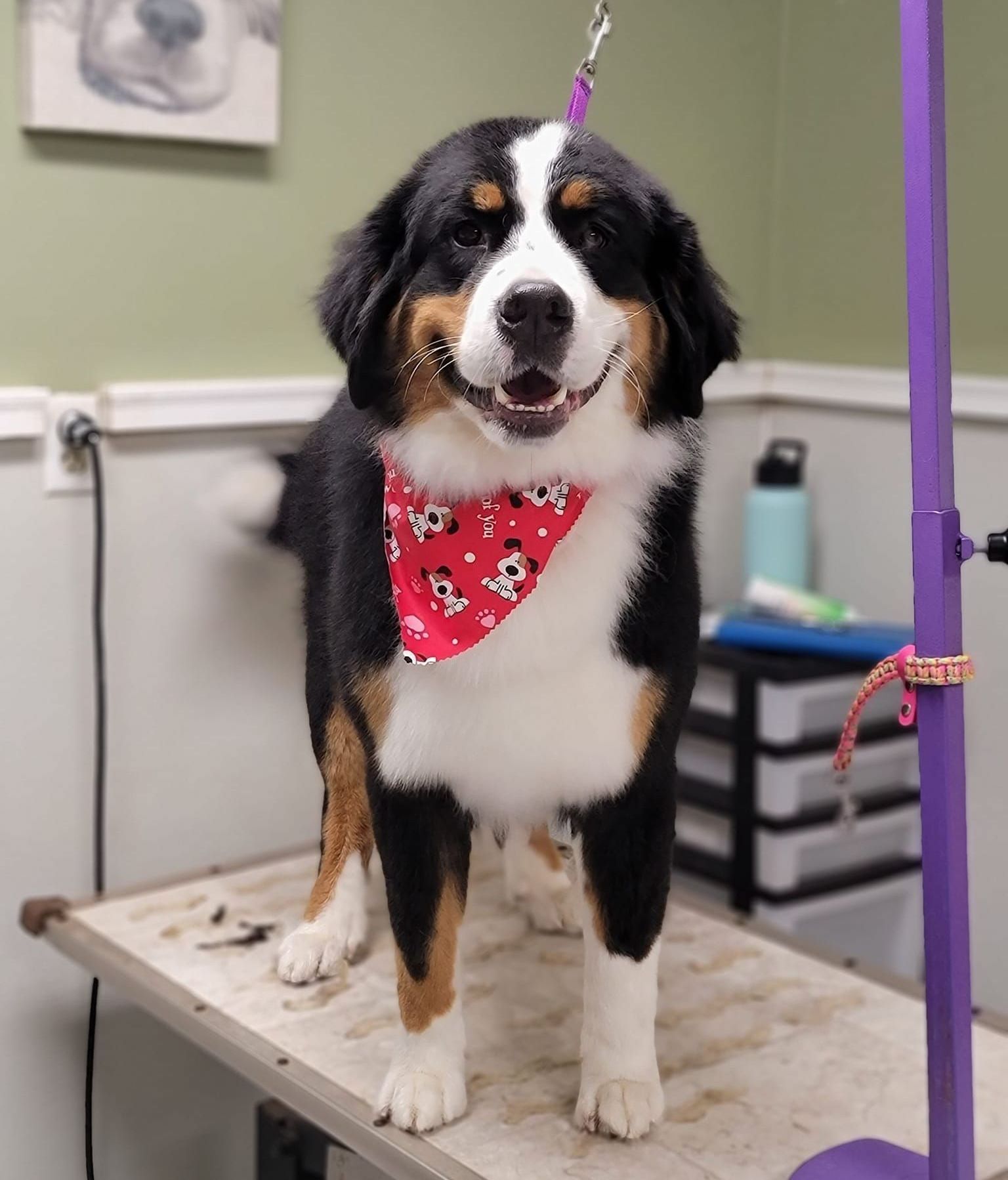 Dog Grooming Services | Butler, PA | Whispering Winds Boarding Kennel
