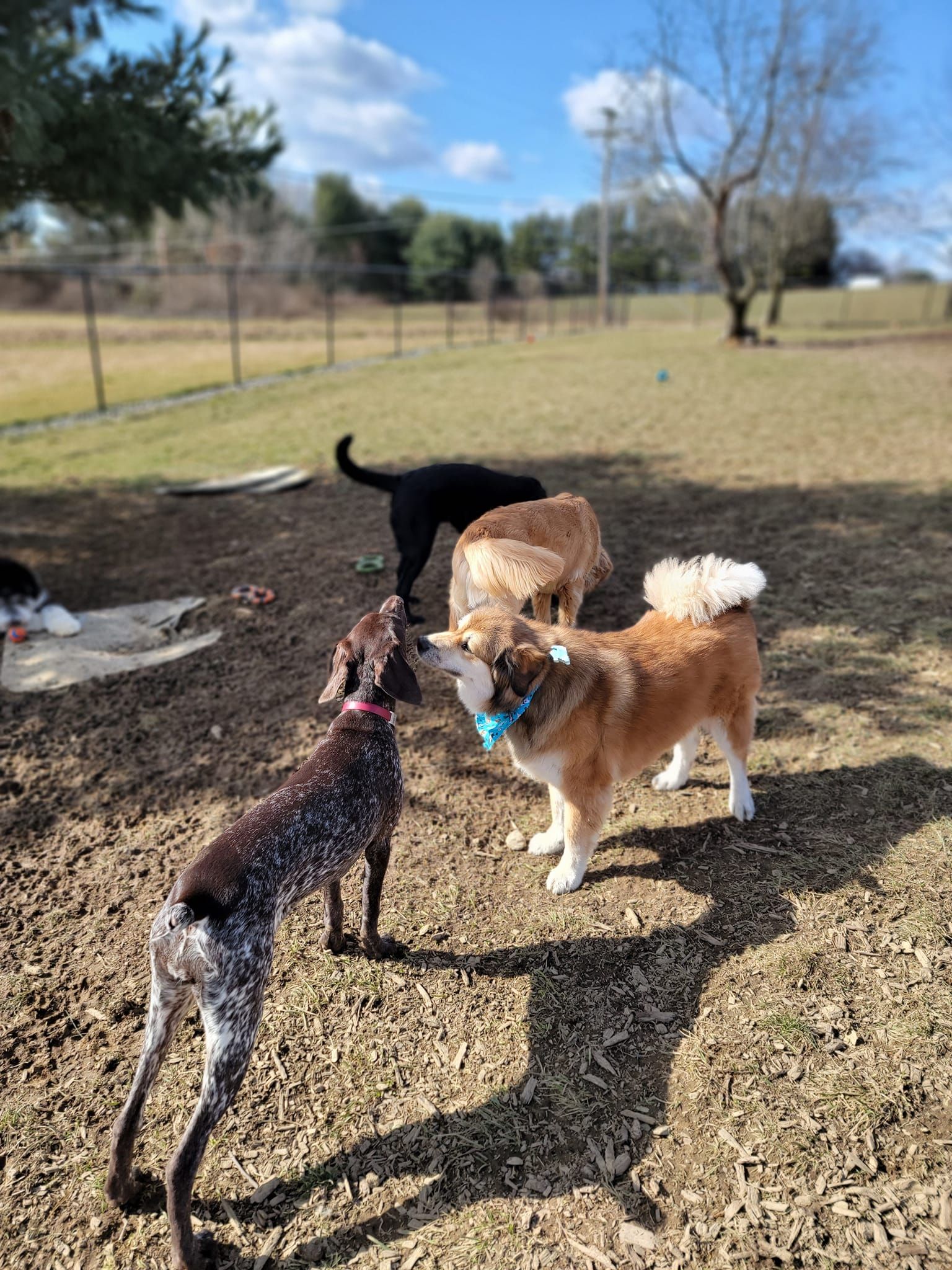 Our Gallery | Butler, PA | Whispering Winds Boarding Kennel