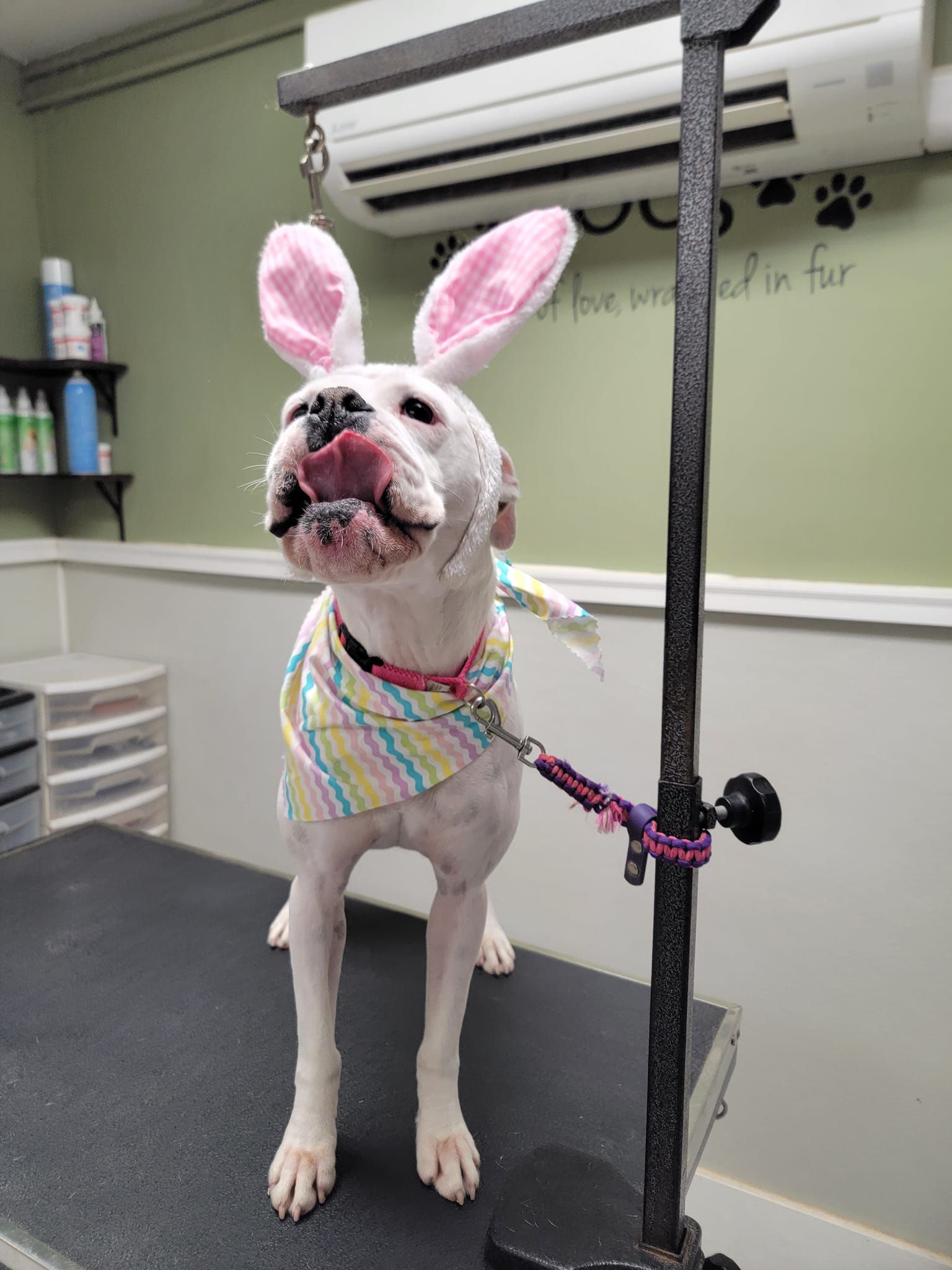 Dog Grooming Services | Butler, PA | Whispering Winds Boarding Kennel