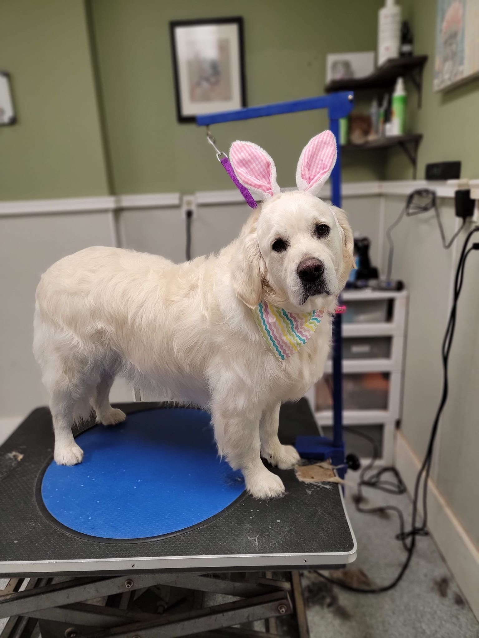 Dog Grooming Services | Butler, PA | Whispering Winds Boarding Kennel