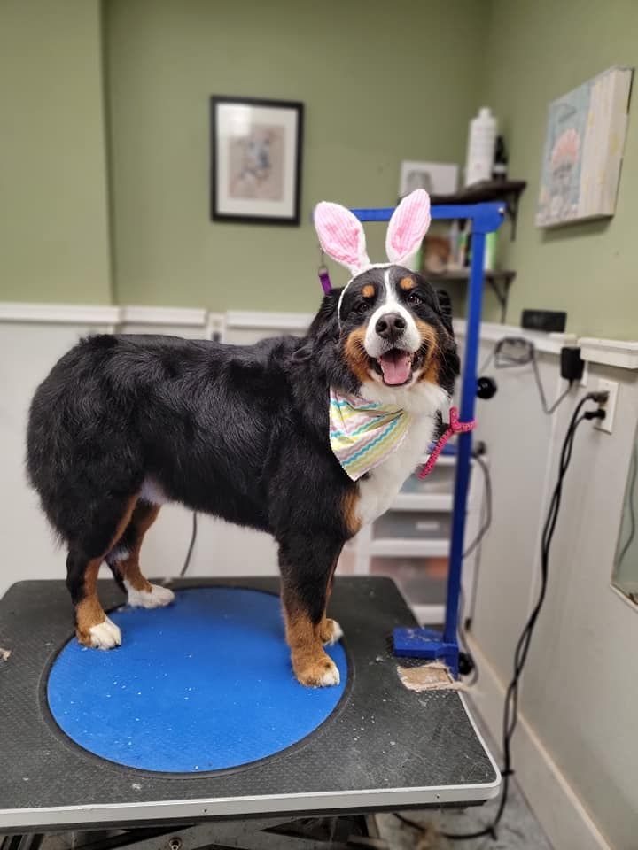 Dog Grooming Services | Butler, PA | Whispering Winds Boarding Kennel