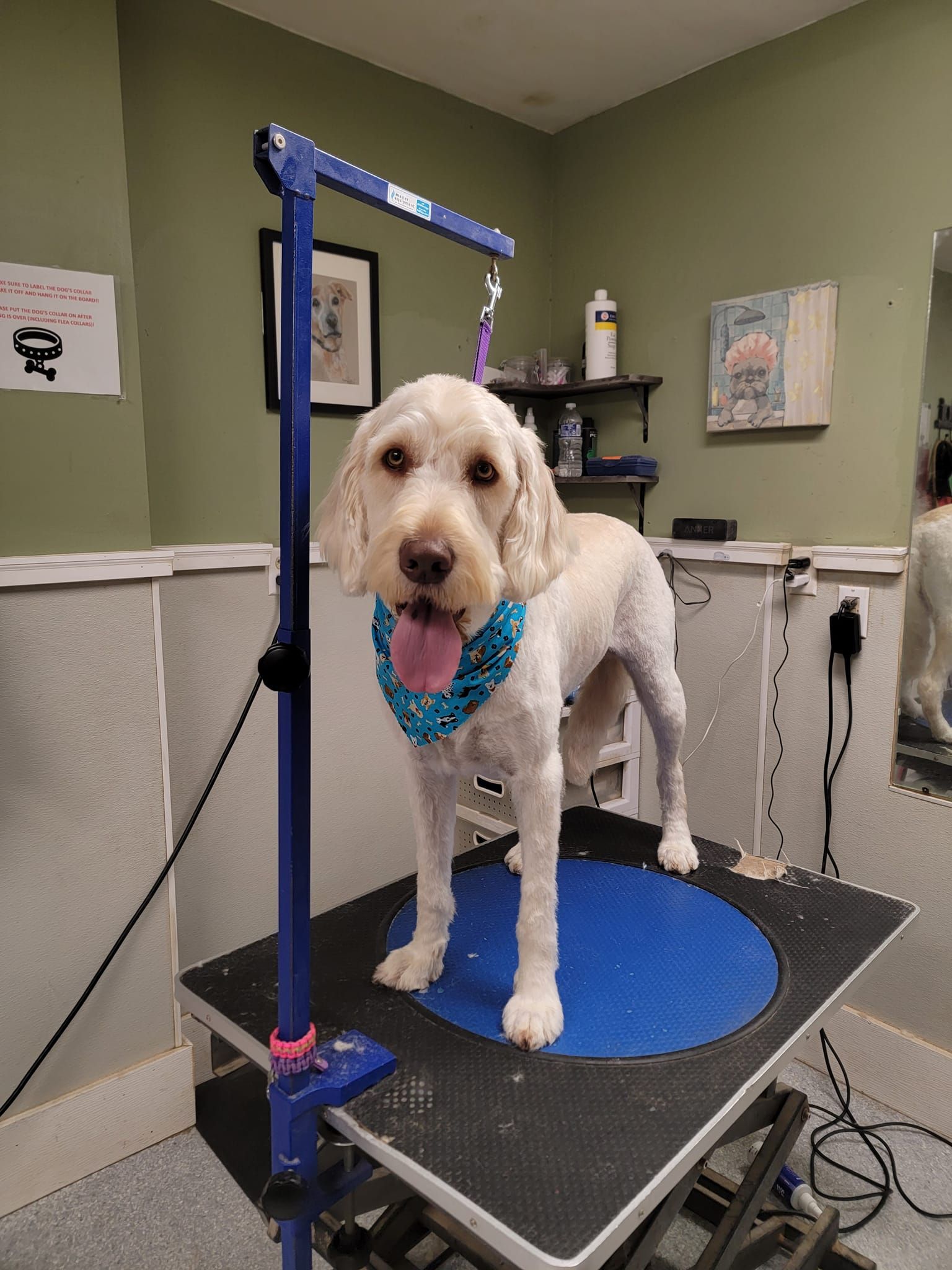 Dog Grooming Services | Butler, PA | Whispering Winds Boarding Kennel