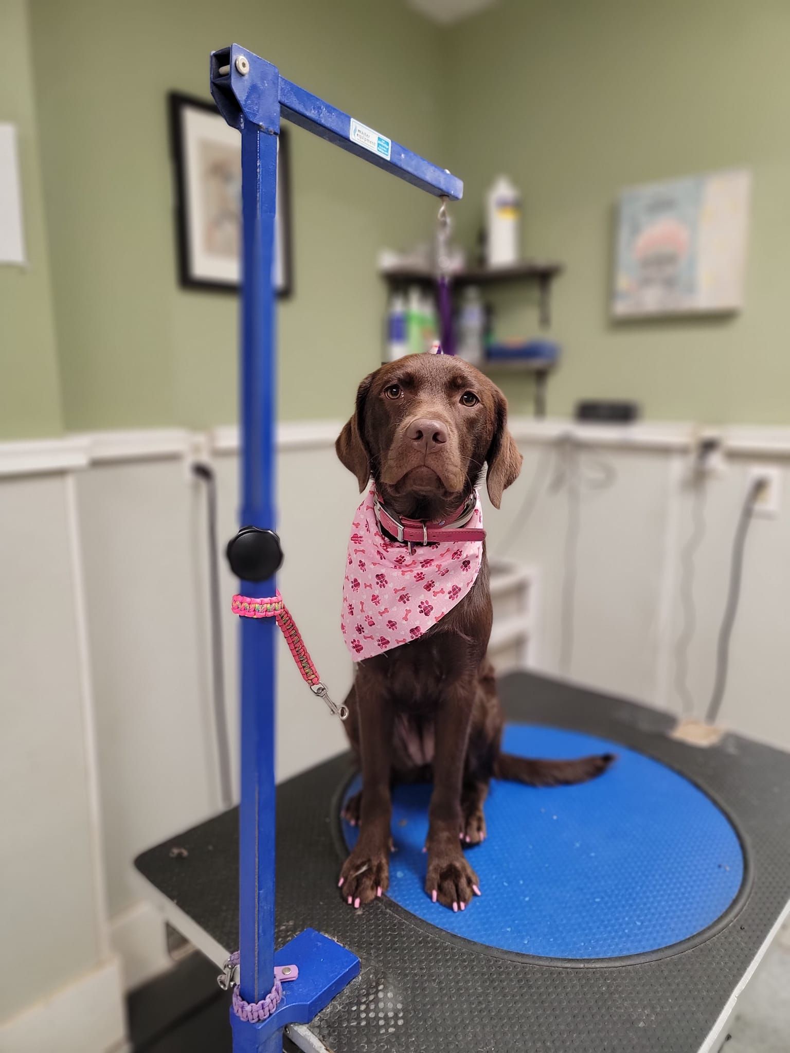 Dog Grooming Services | Butler, PA | Whispering Winds Boarding Kennel