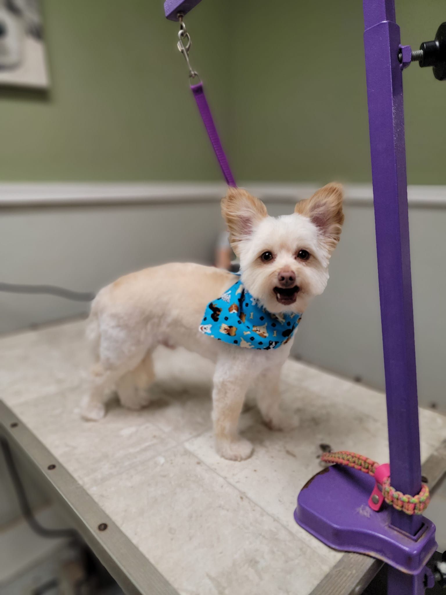 Dog Grooming Services | Butler, PA | Whispering Winds Boarding Kennel