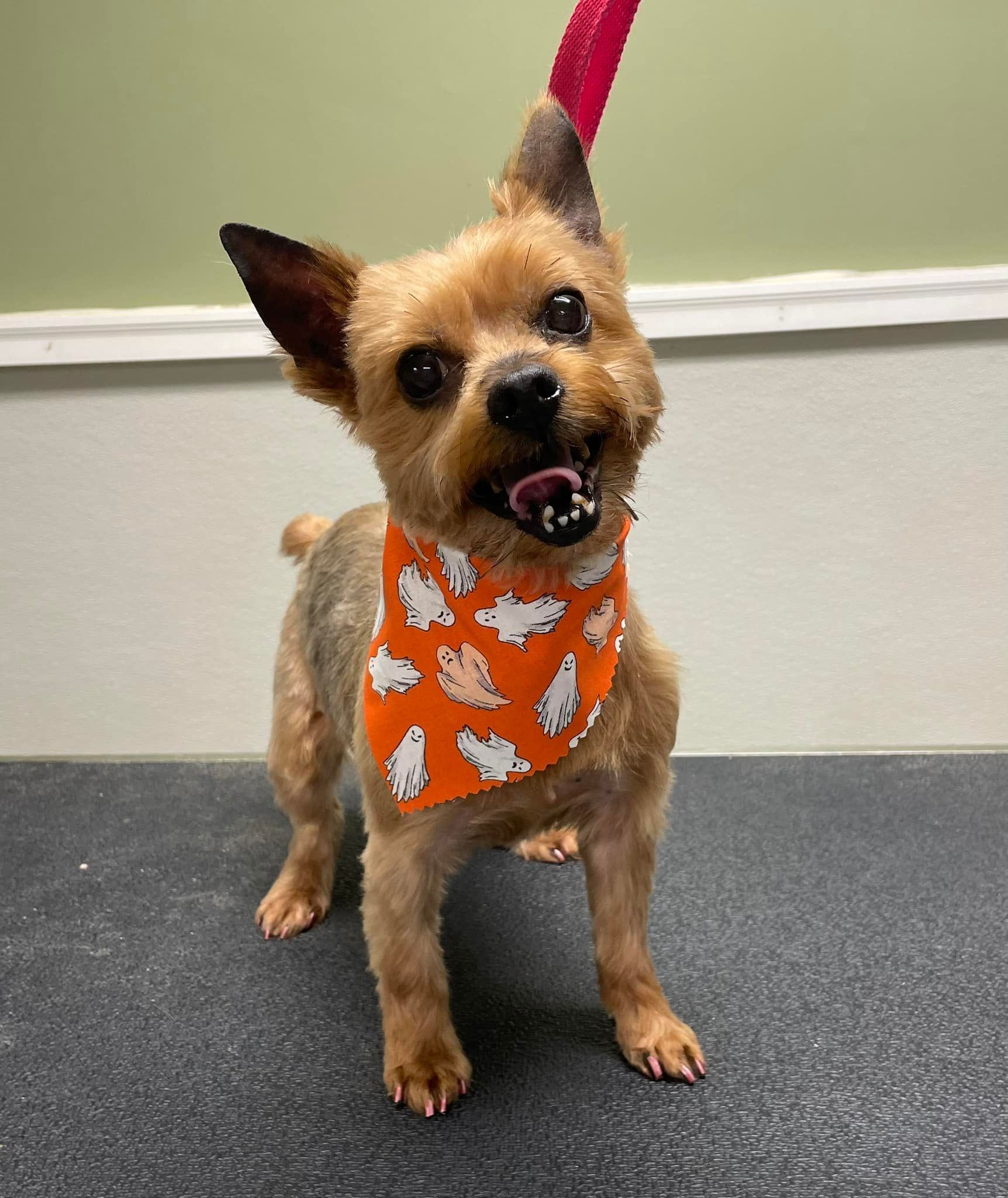 Dog Grooming Services | Butler, PA | Whispering Winds Boarding Kennel