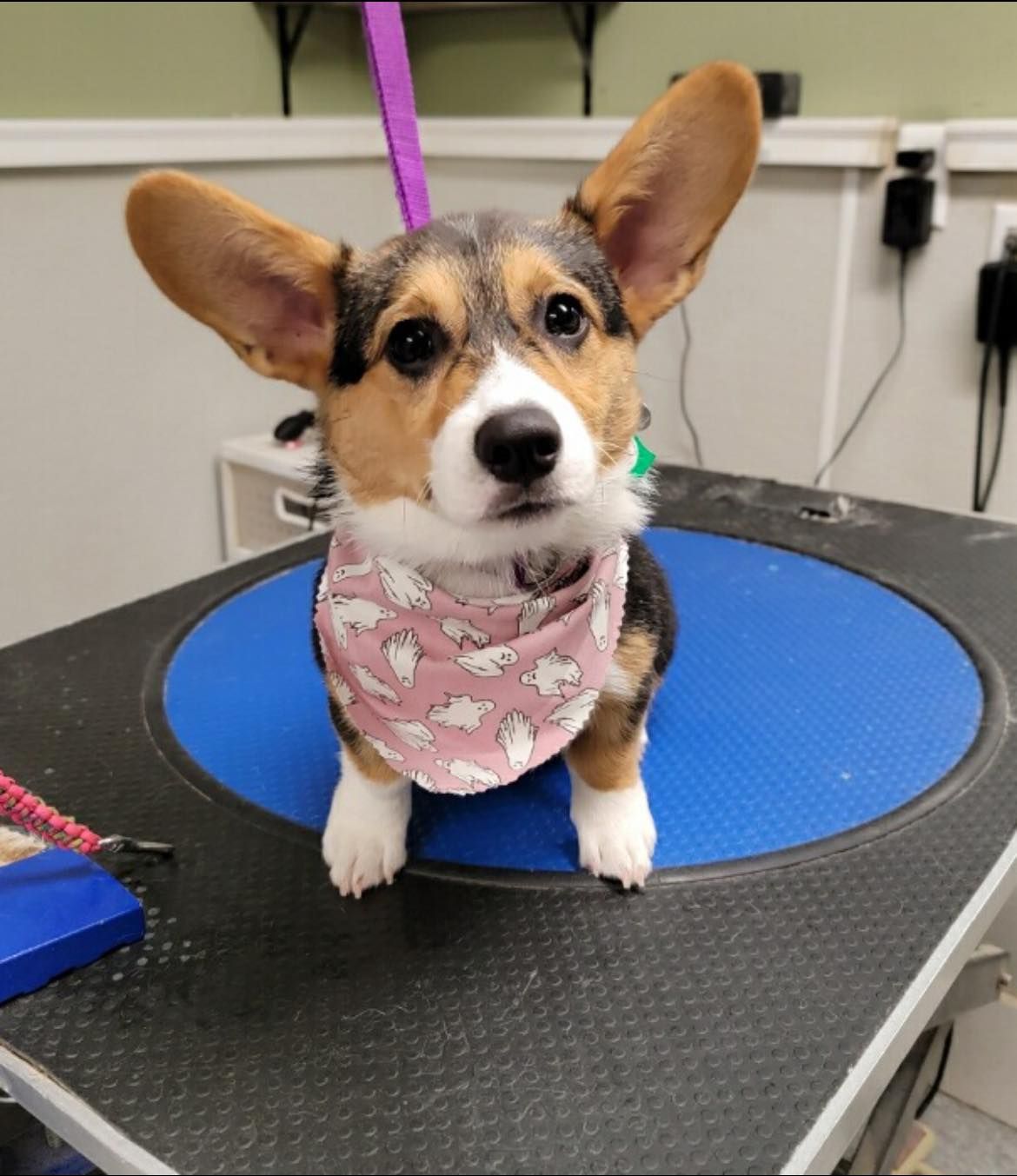 Dog Grooming Services | Butler, PA | Whispering Winds Boarding Kennel