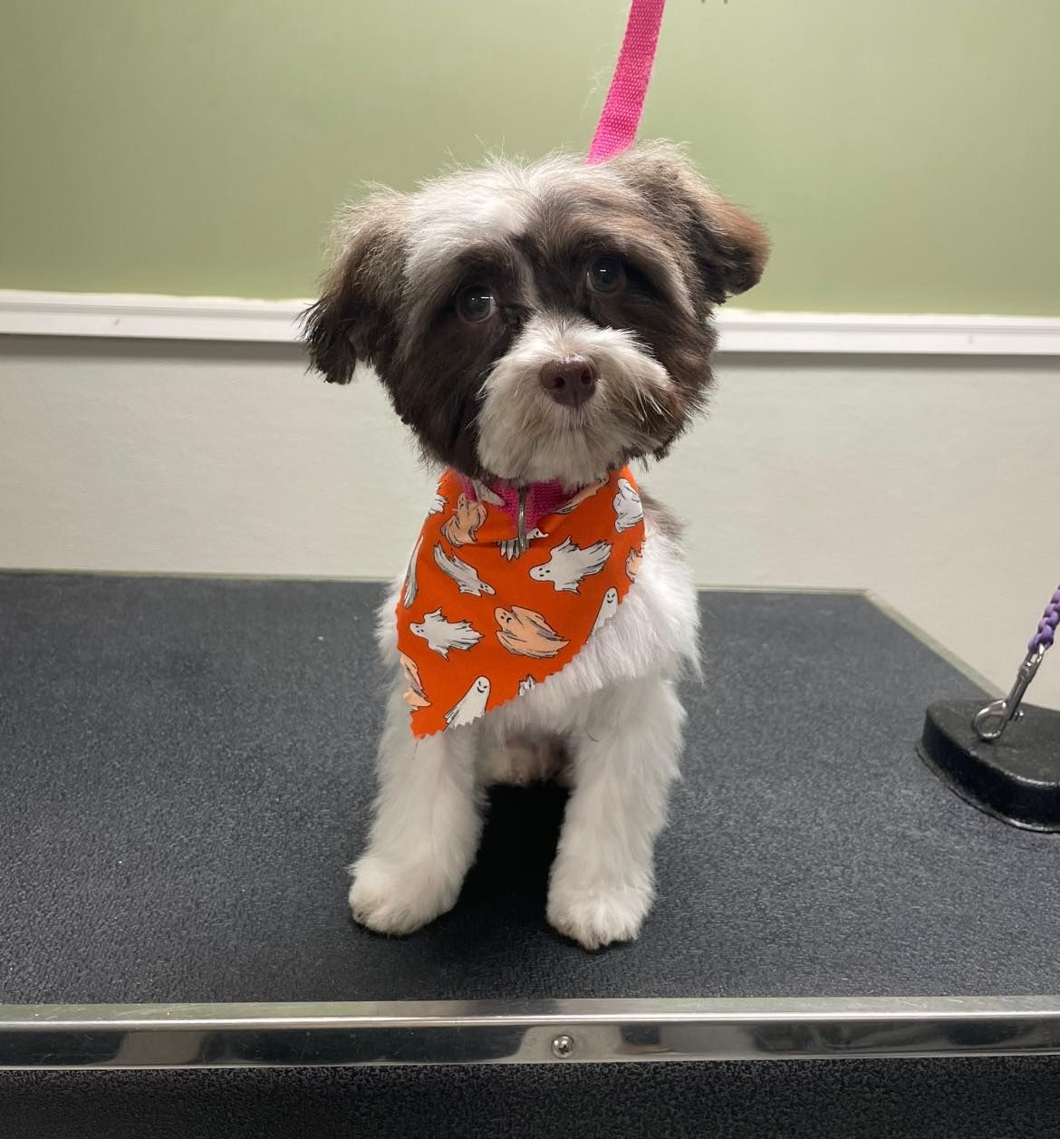 Dog Grooming Services | Butler, PA | Whispering Winds Boarding Kennel