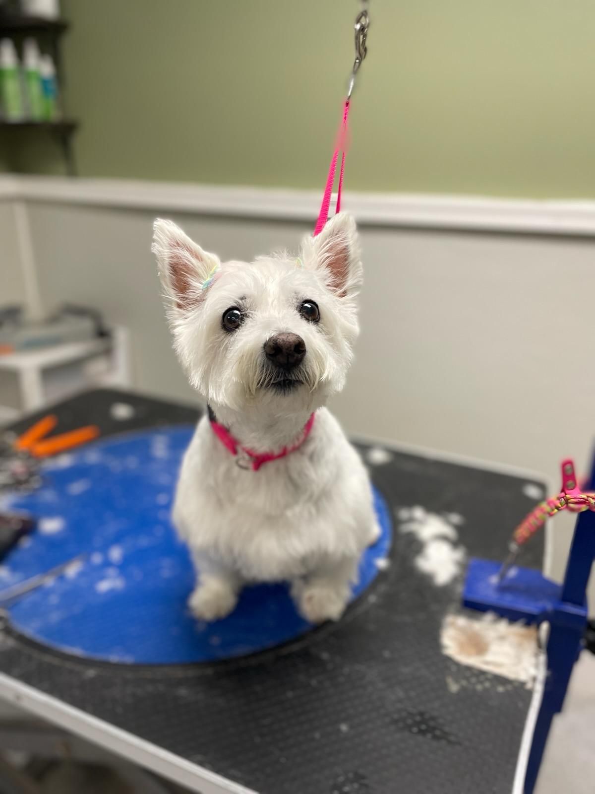 Dog Grooming Services | Butler, PA | Whispering Winds Boarding Kennel