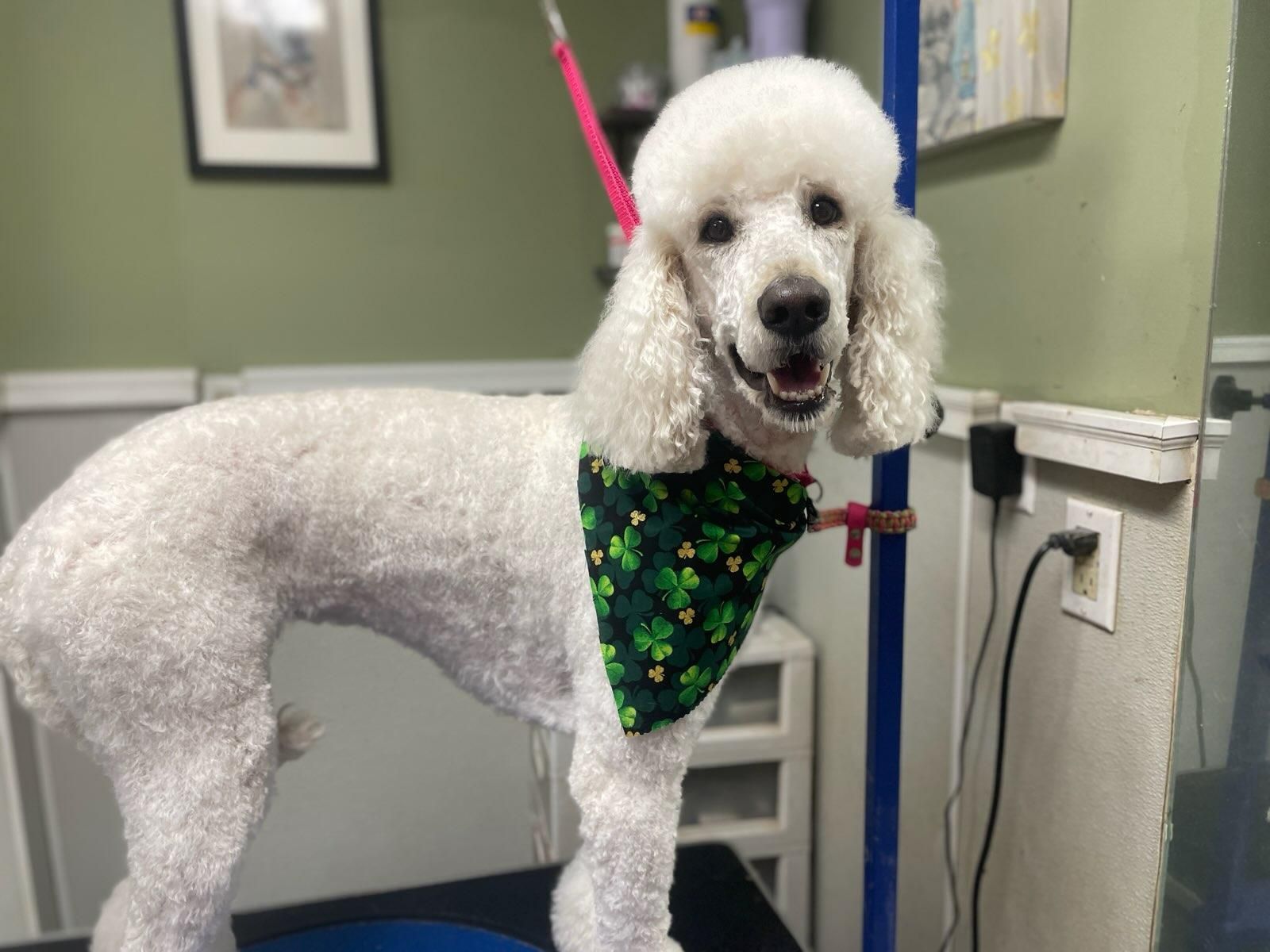 Dog Grooming Services | Butler, PA | Whispering Winds Boarding Kennel