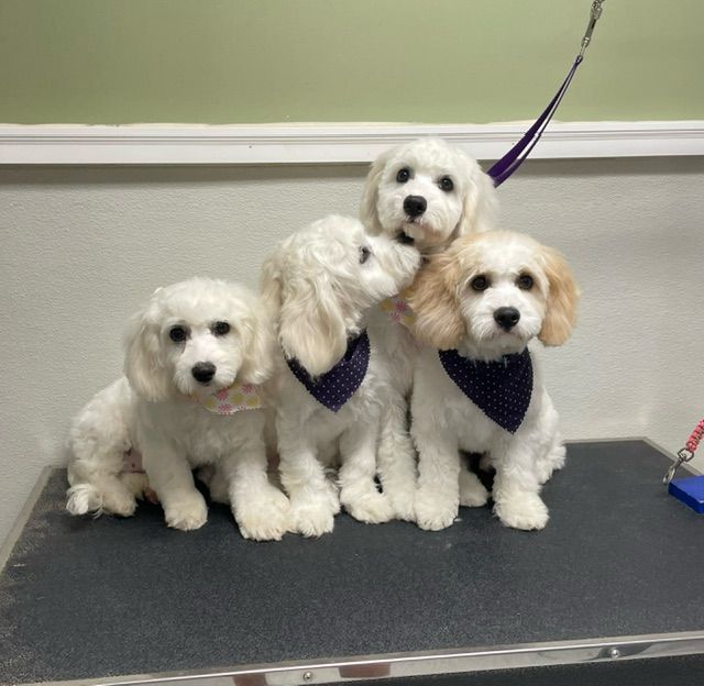 Dog Grooming Services | Butler, PA | Whispering Winds Boarding Kennel